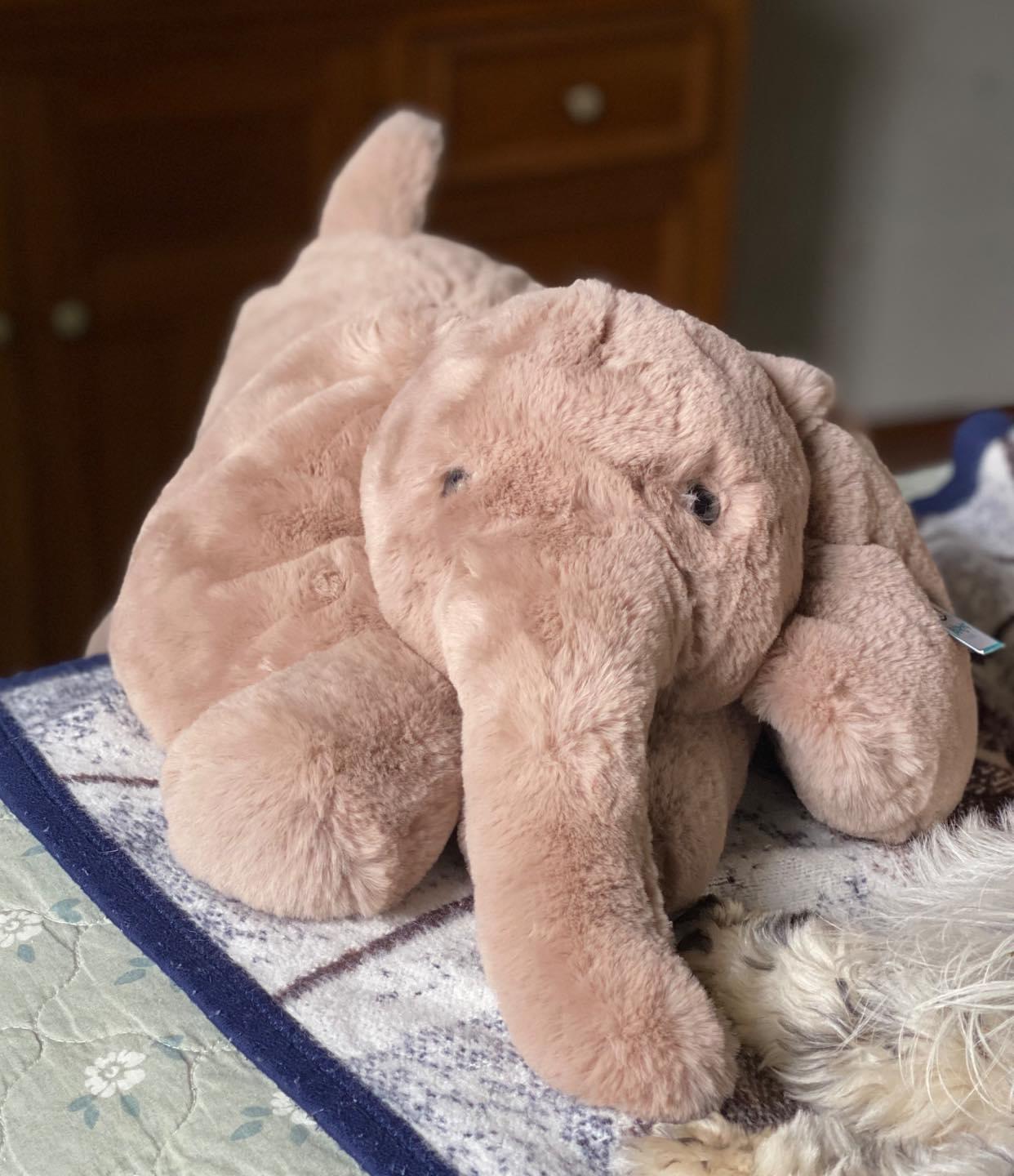 my no name elephant 🐘 | Scrolller