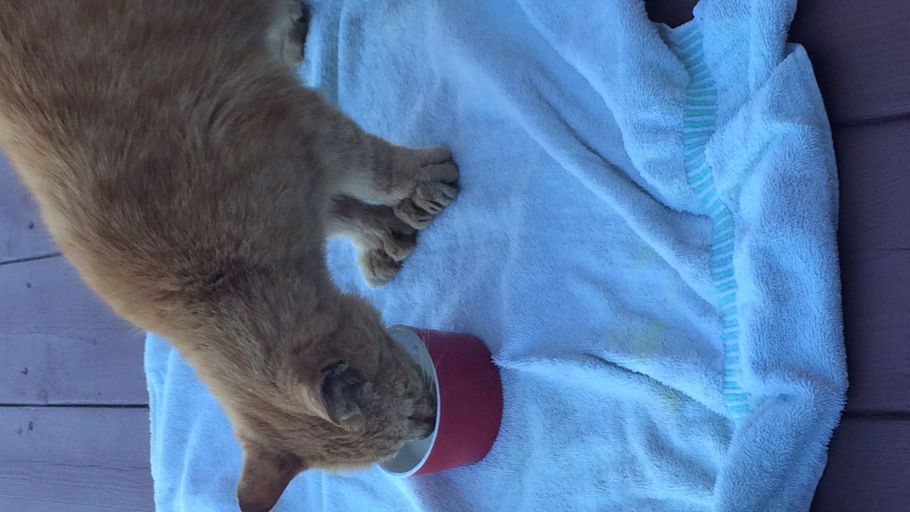 My old cat buddy, he had two thumbs on each front paw | Scrolller