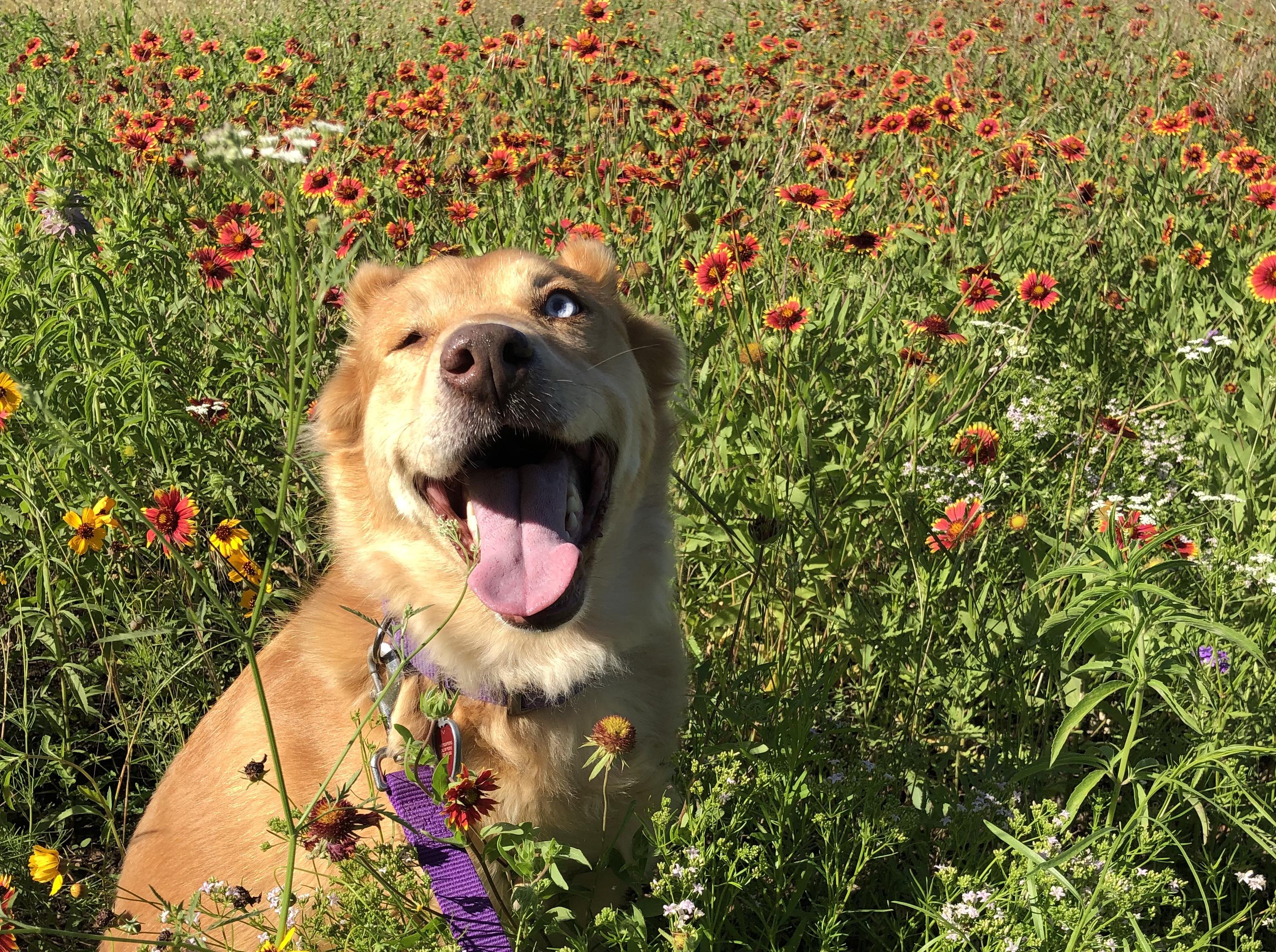 My one-eyed beauty among the wildflowers | Scrolller
