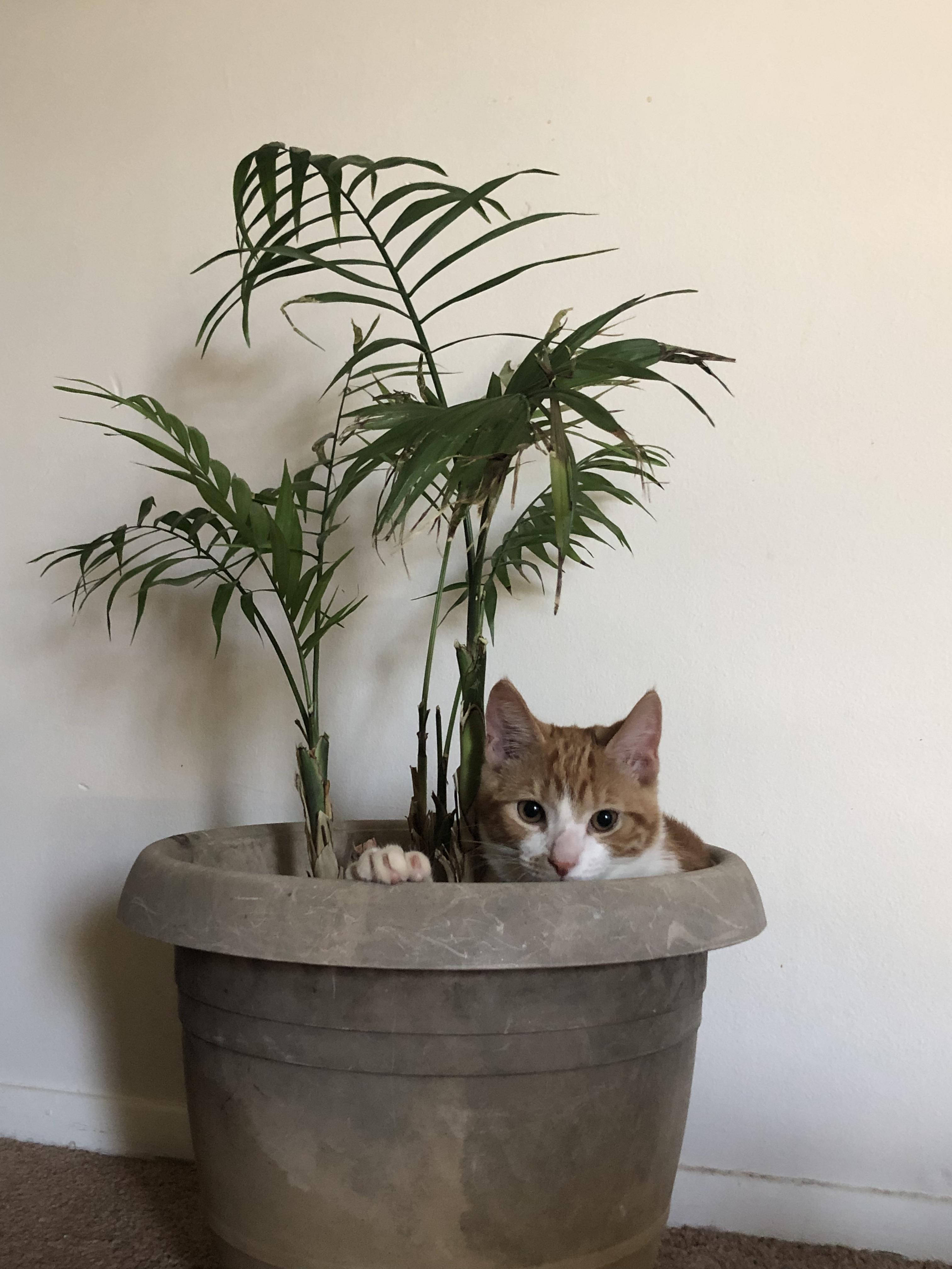 My orange is finally ready for harvest! | Scrolller