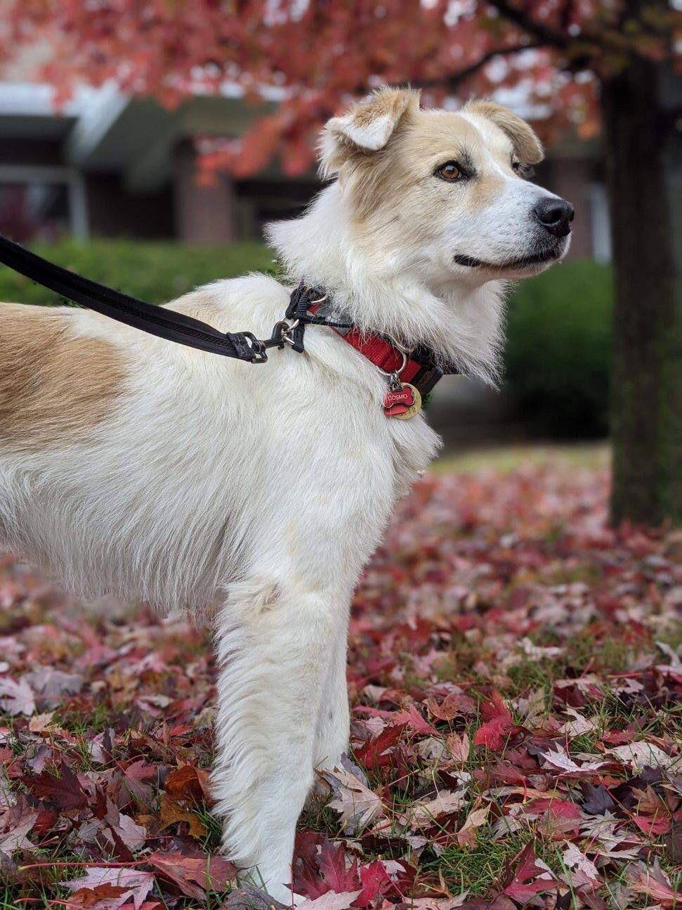 My parents’ new rescue | Scrolller