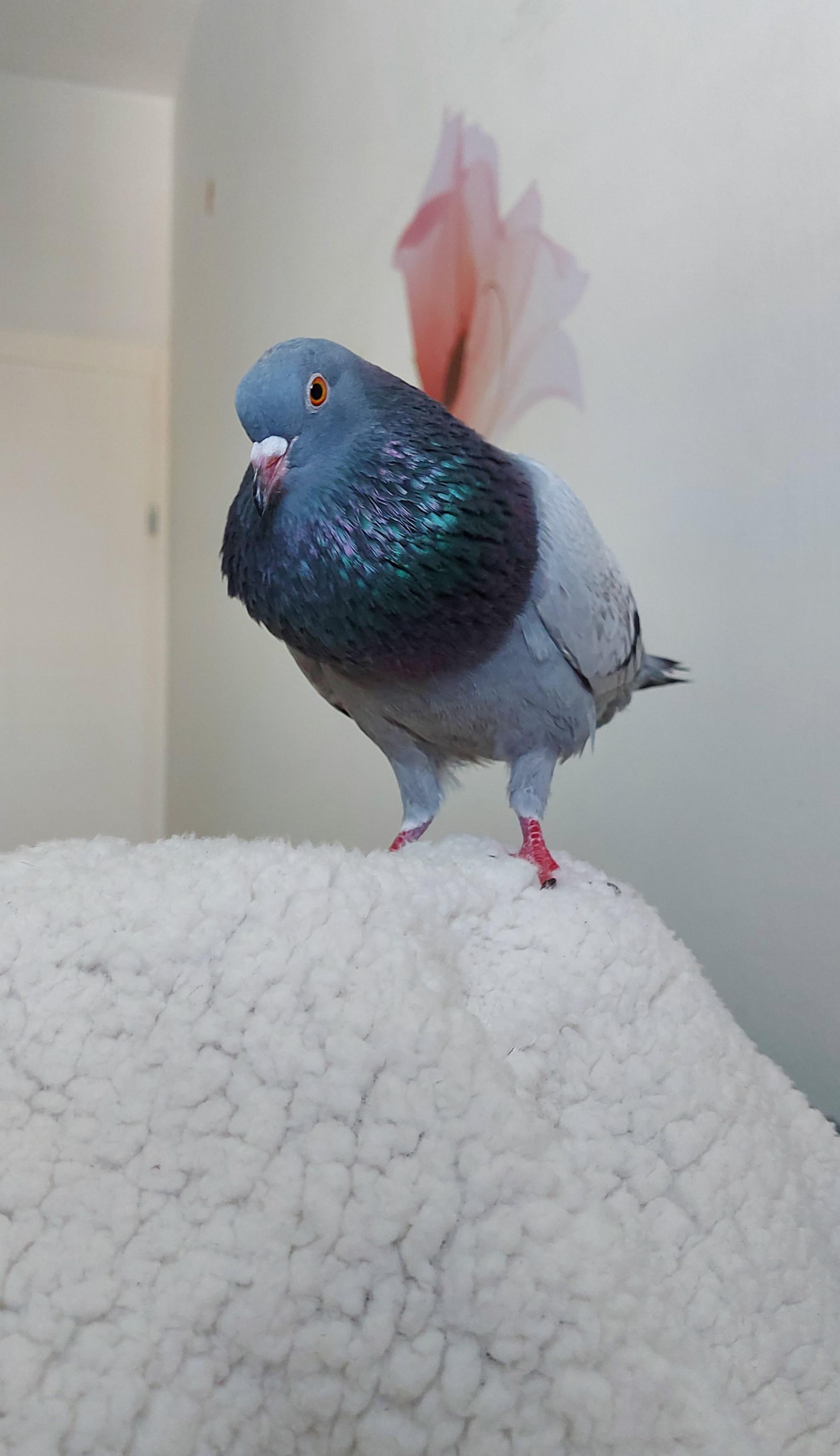 My pigeon friend | Scrolller