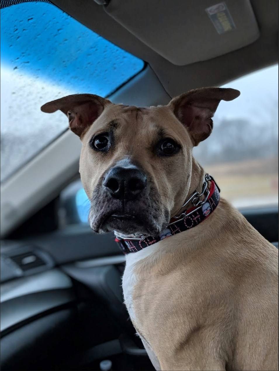 My Pit x BMC. Best dog. | Scrolller