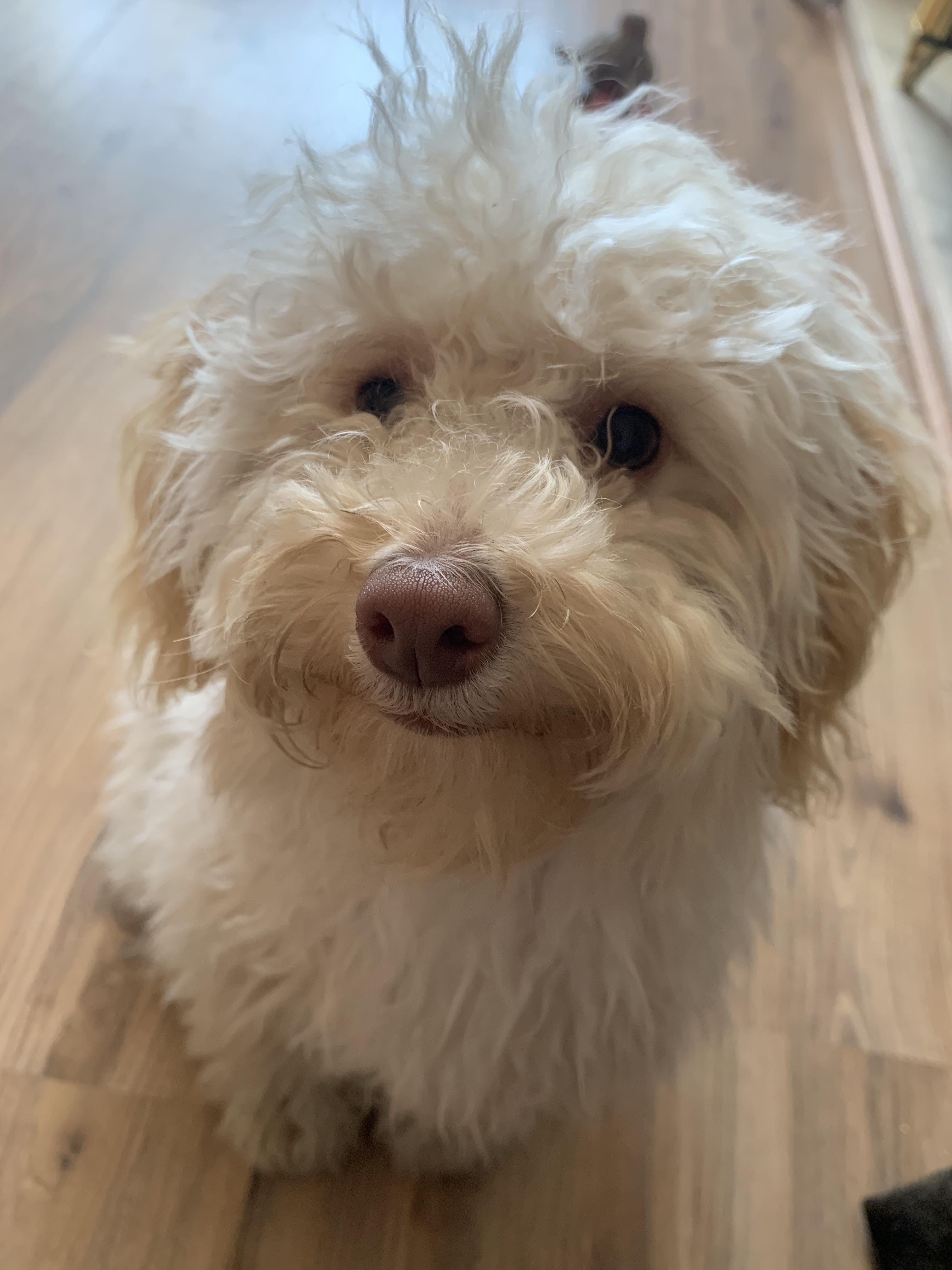 My polite pupper, Mila | Scrolller