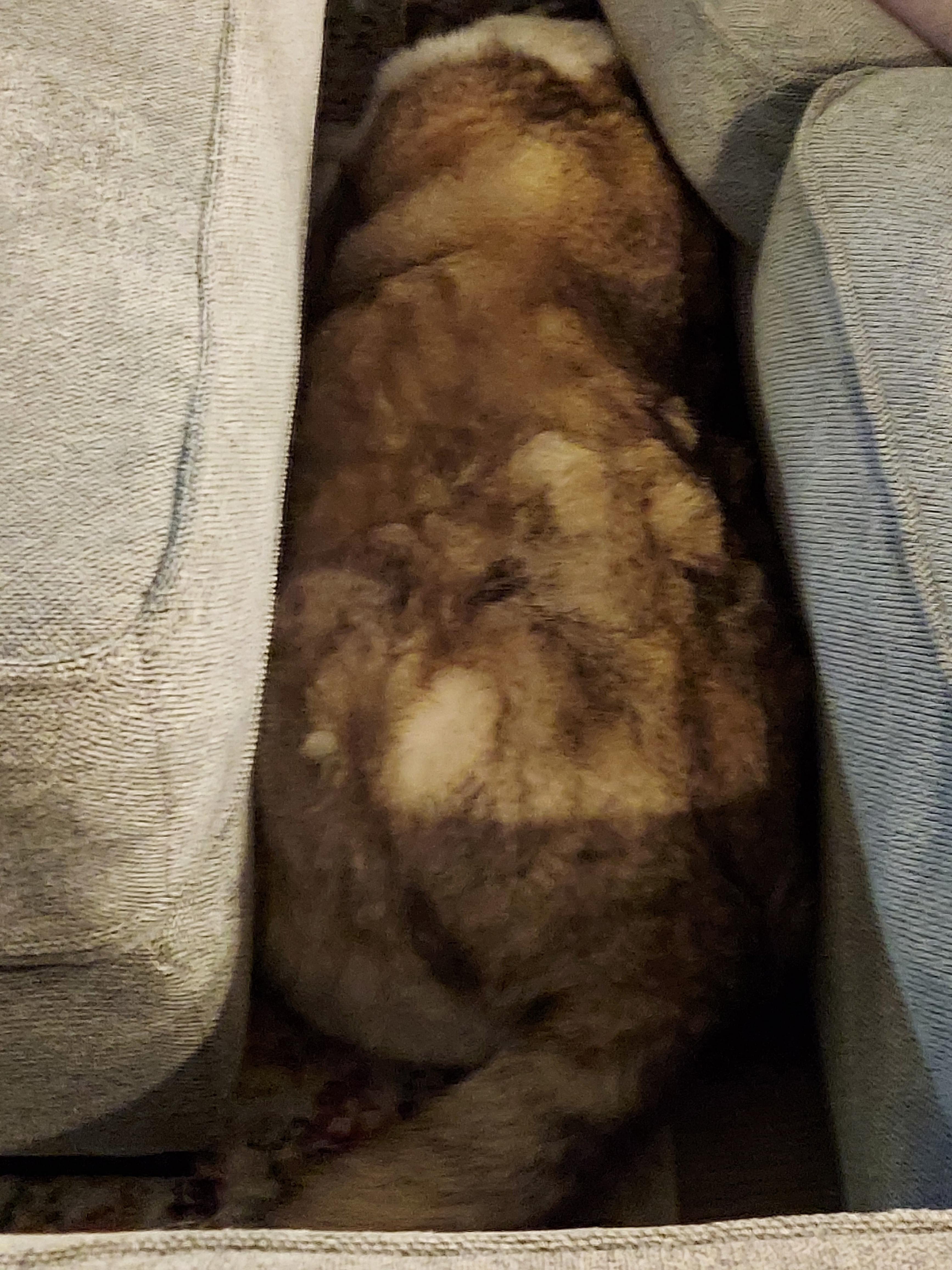 My poofy boofy got stuck between the foot rest and couch | Scrolller