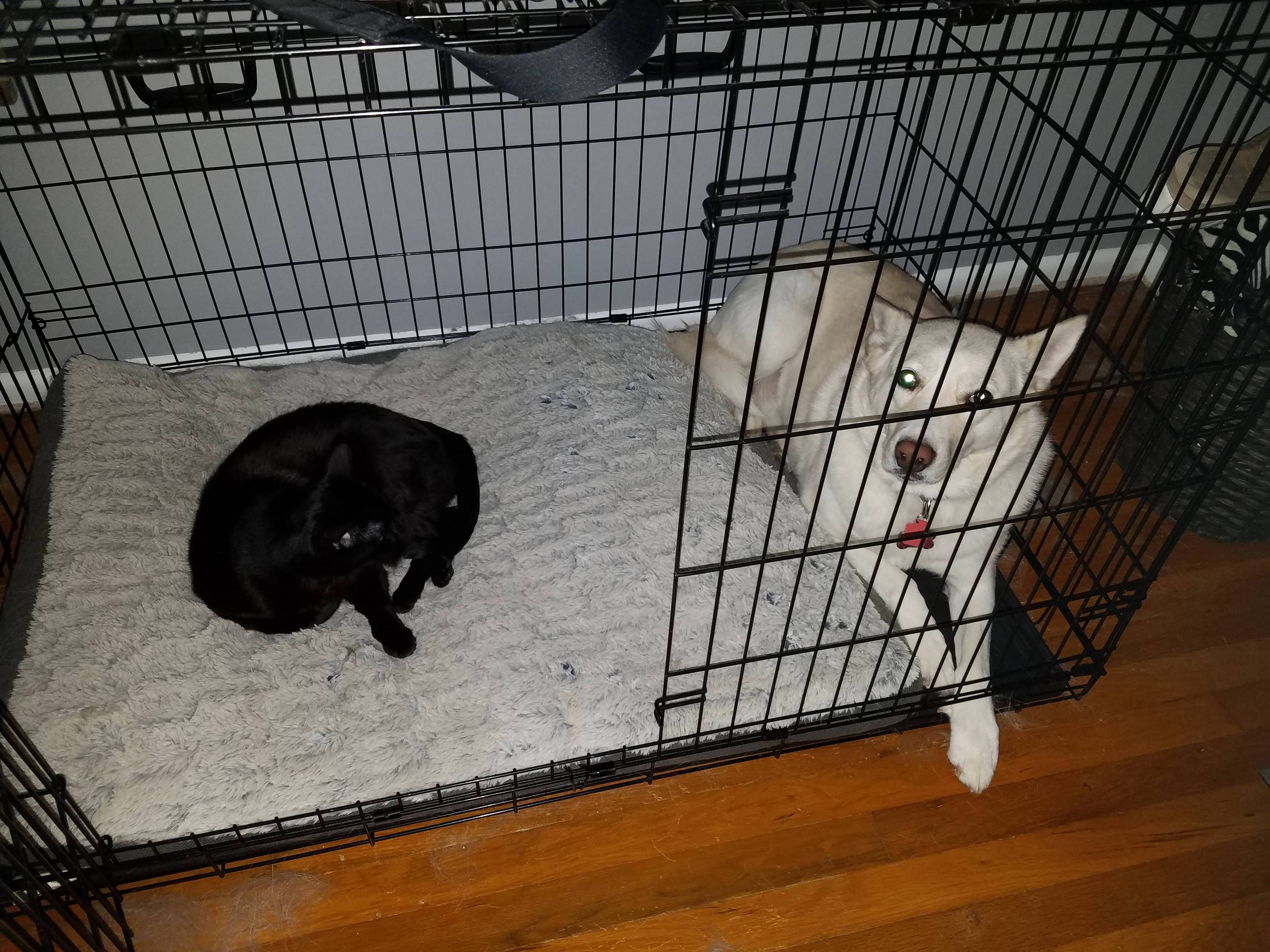 My poor doggy and the cat who stole her bed | Scrolller