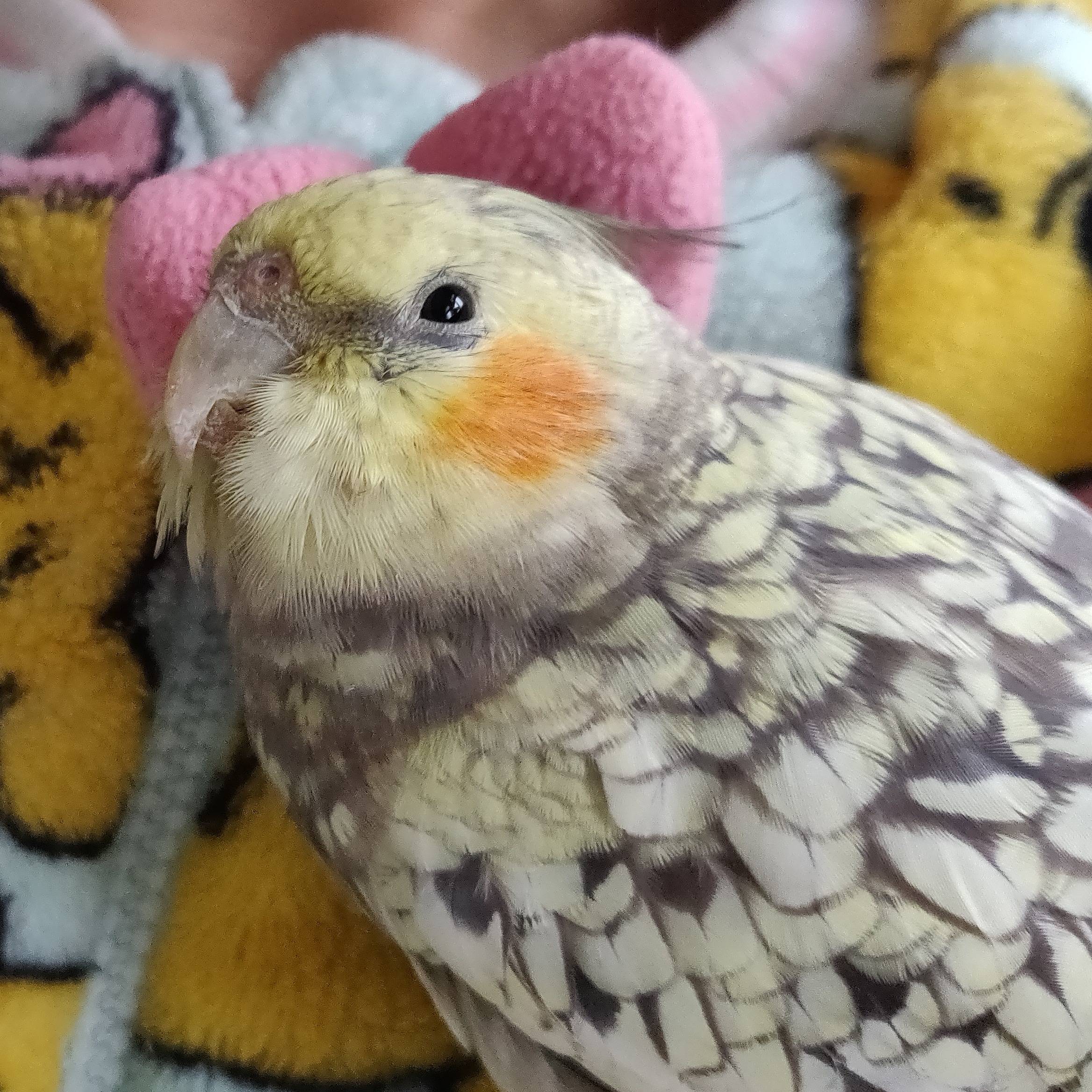 My pretty girl, Morph | Scrolller