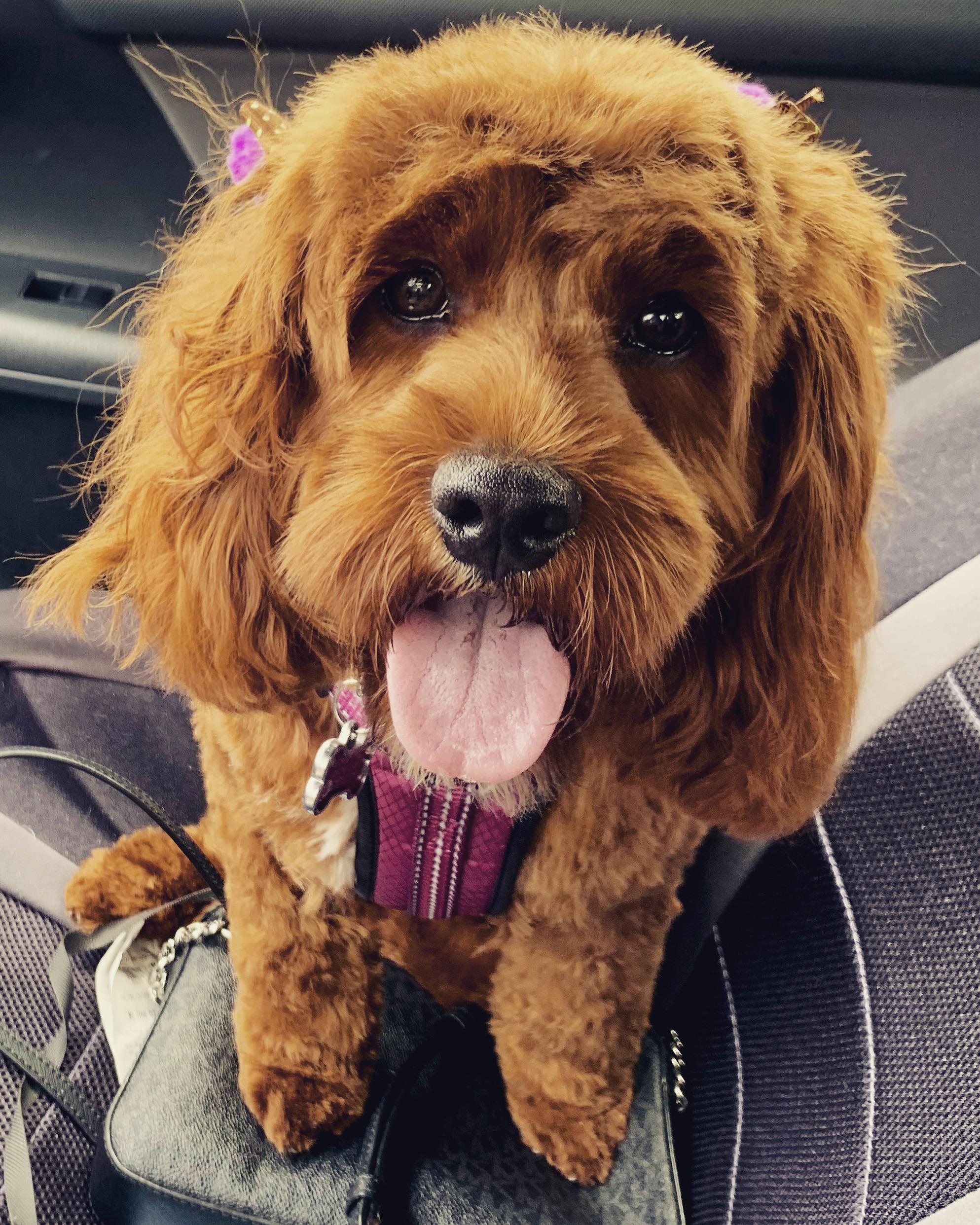 My Pretty Pretty Princess Piper Scrolller