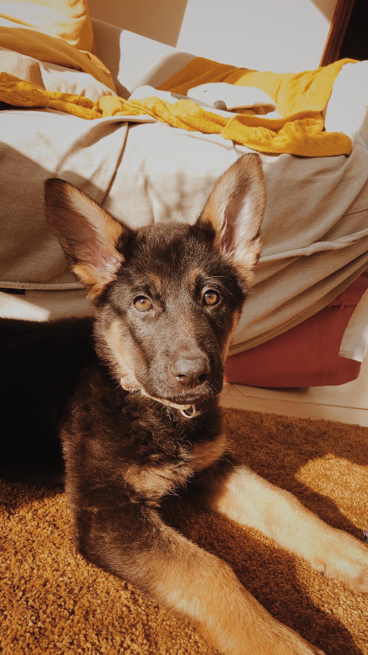 My pup Koda ! | Scrolller