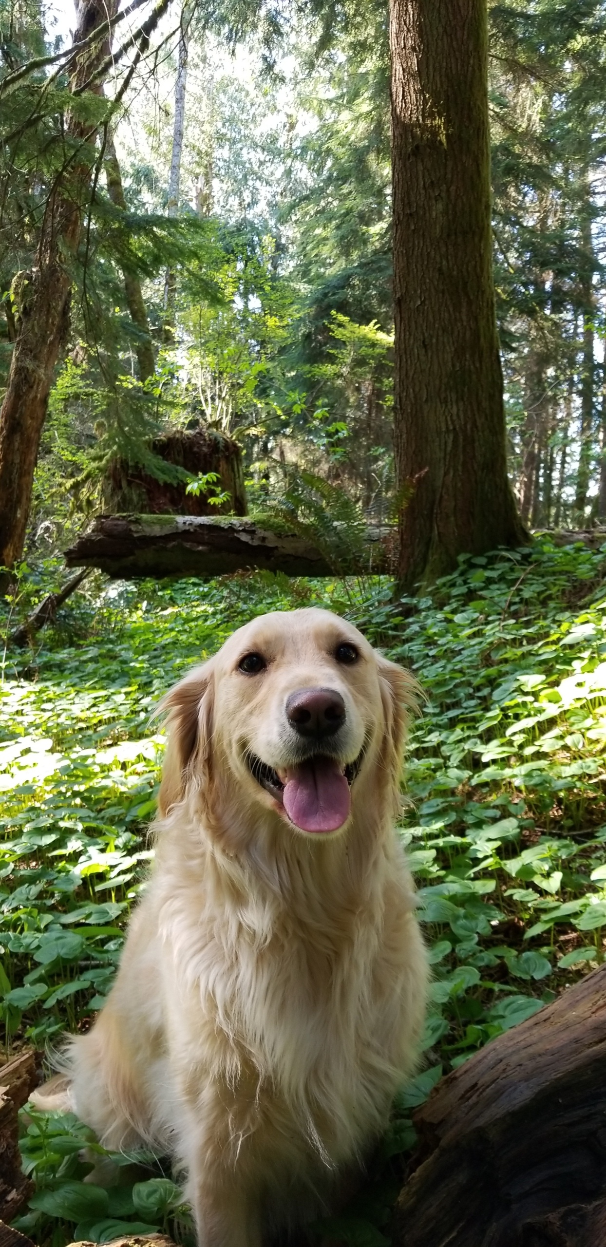 My Pupper in the Woods | Scrolller