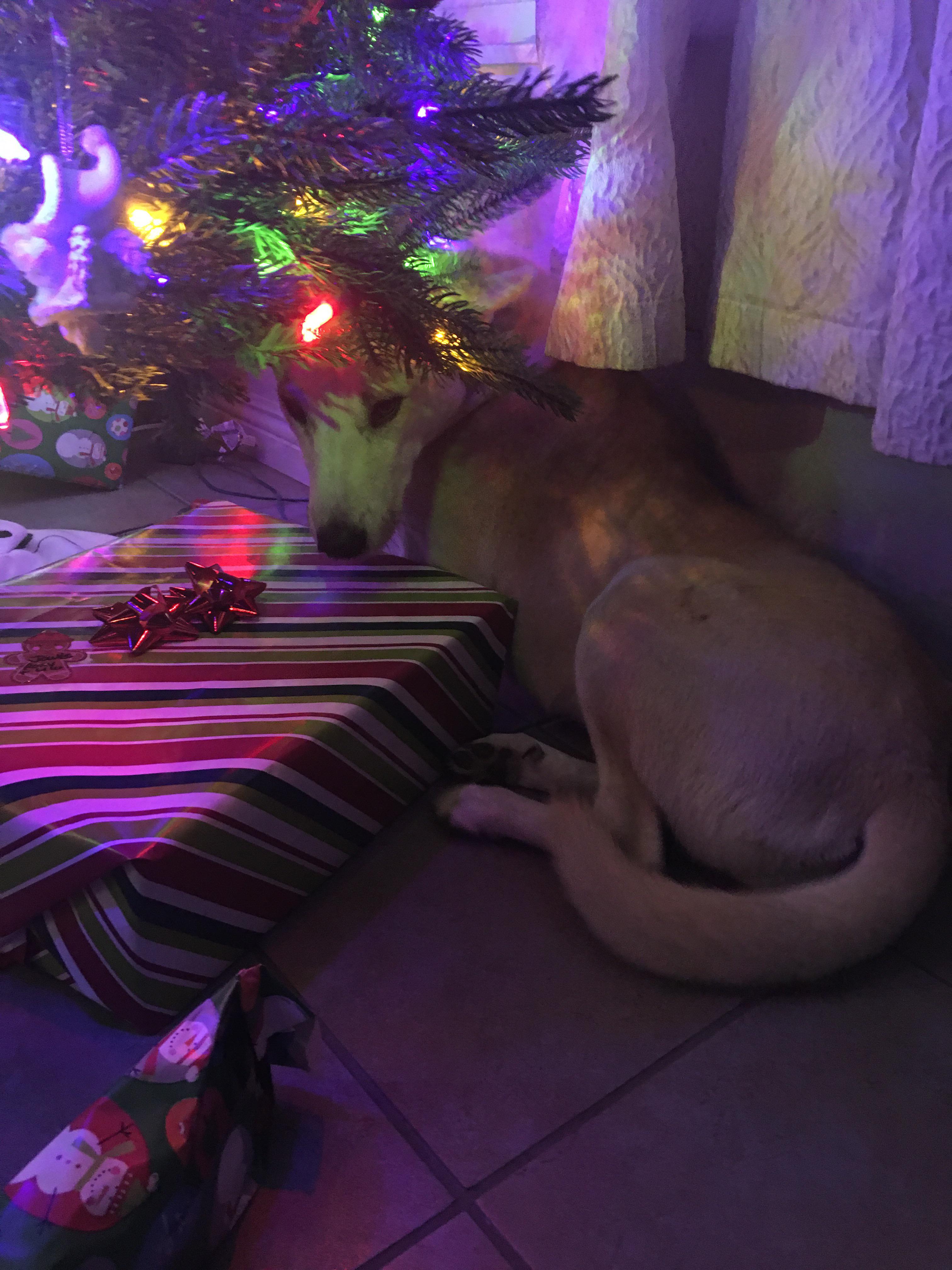 My pupper, Lilo, is a rescue and this is our first Christmas with her. She’s the best present ...