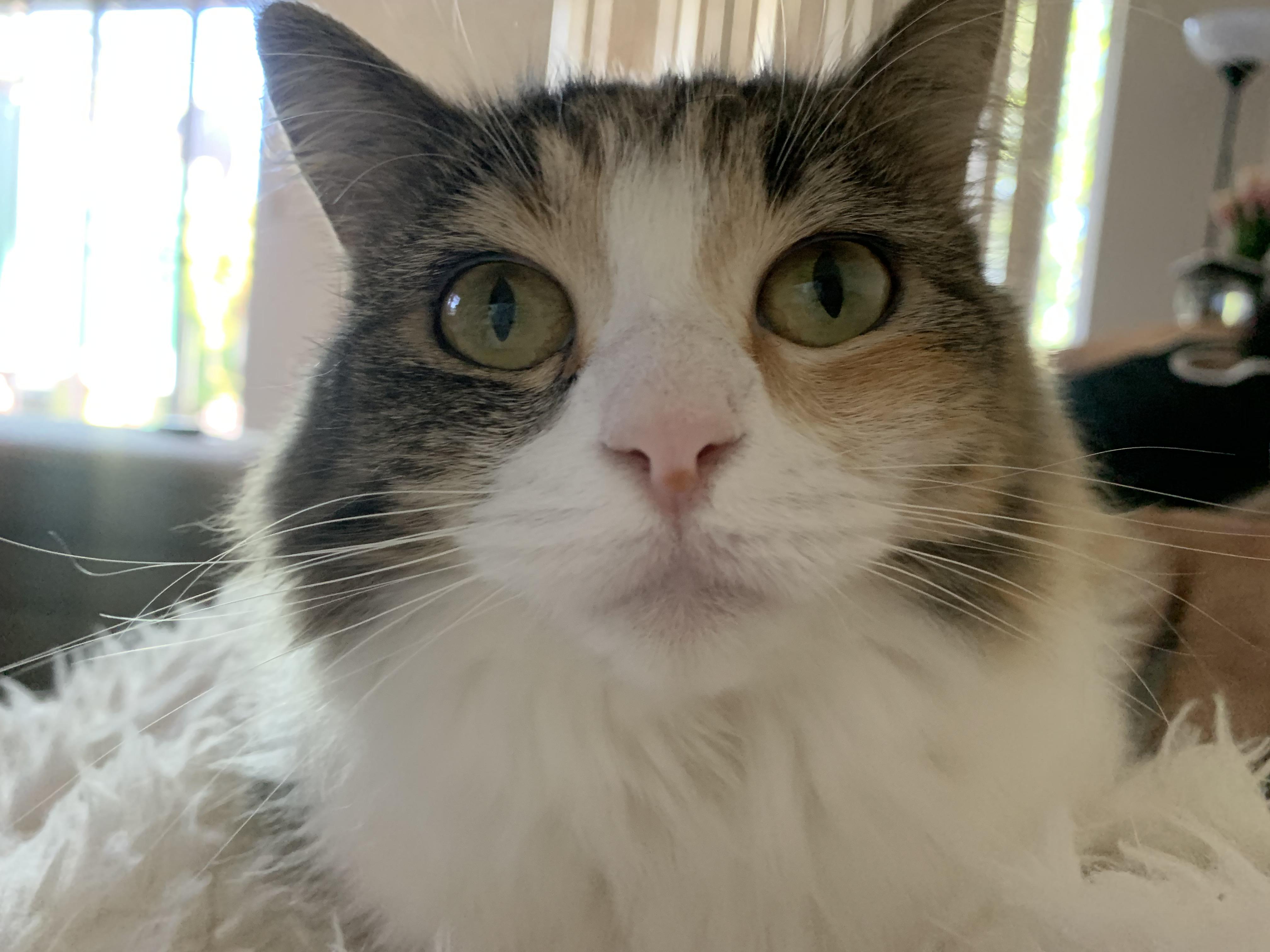 My queen calico | Scrolller