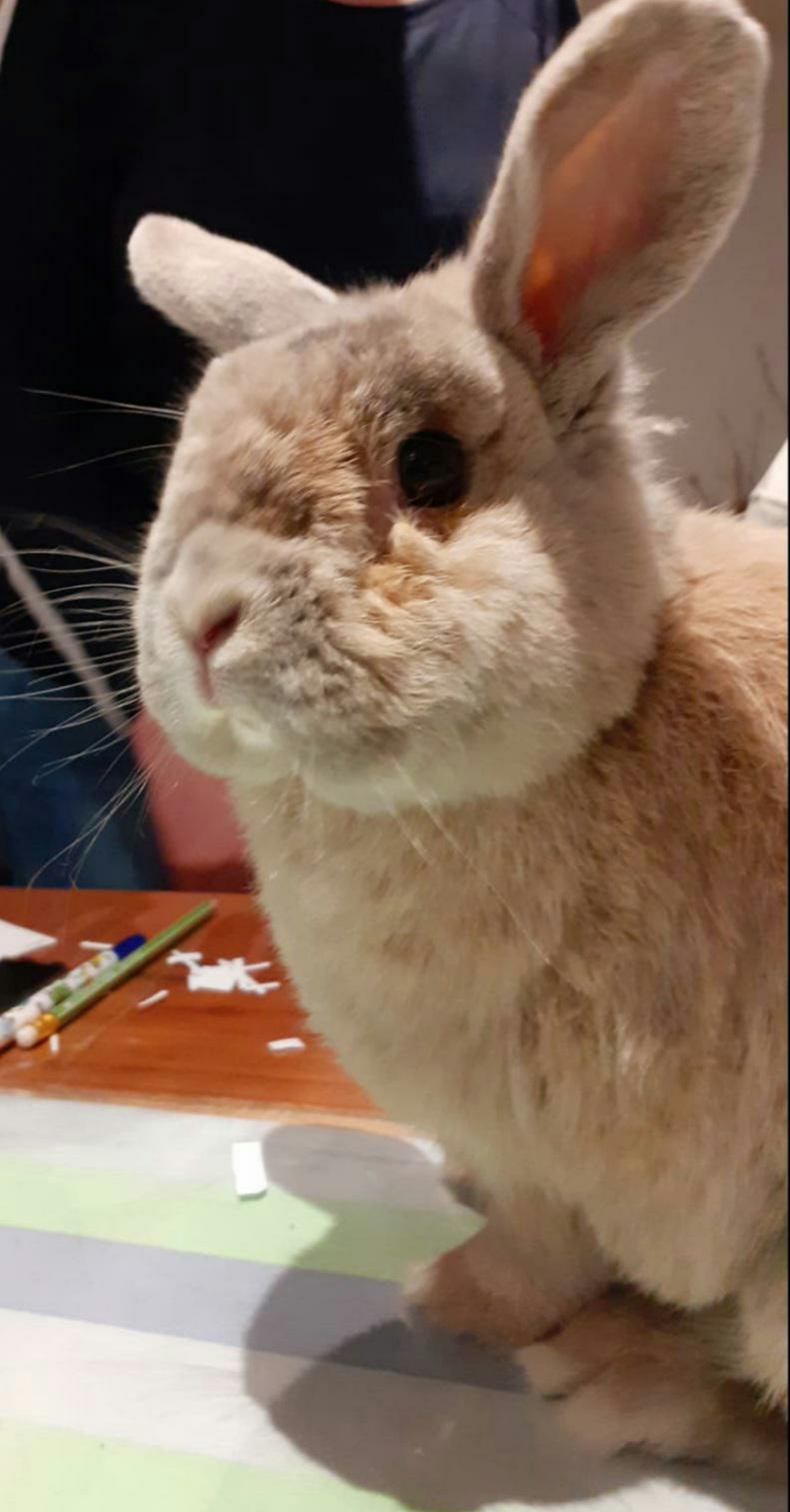 My rabbit Sally | Scrolller