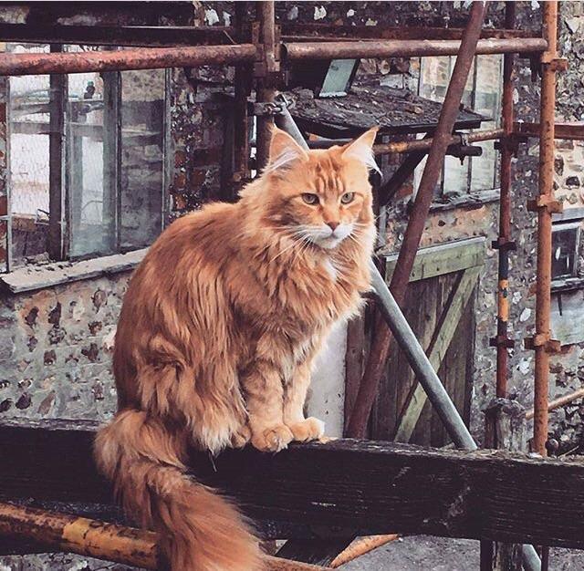 My rescue Maine Coon, Dandelion | Scrolller