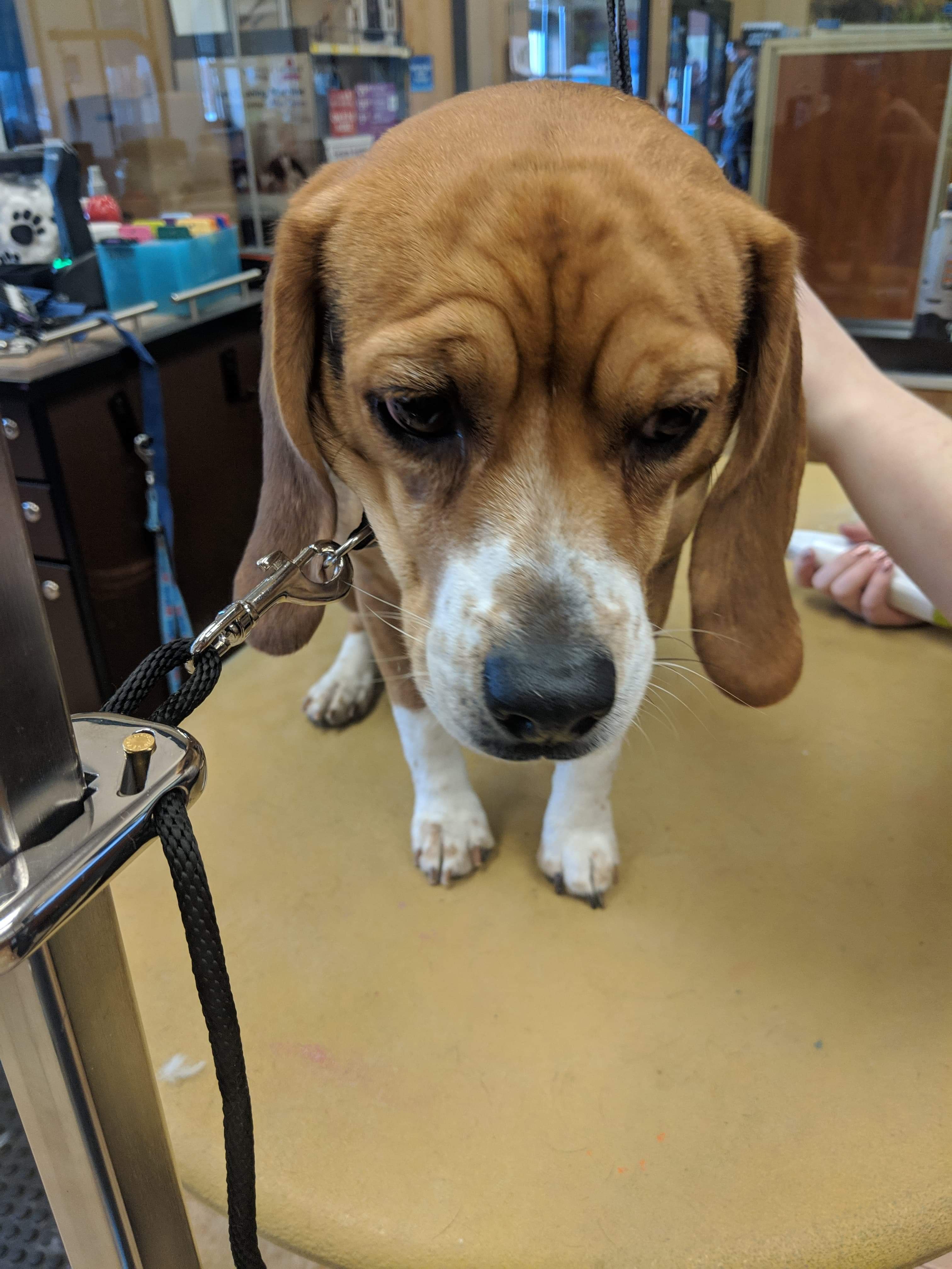 My roommate groomed the saddest boy today. | Scrolller