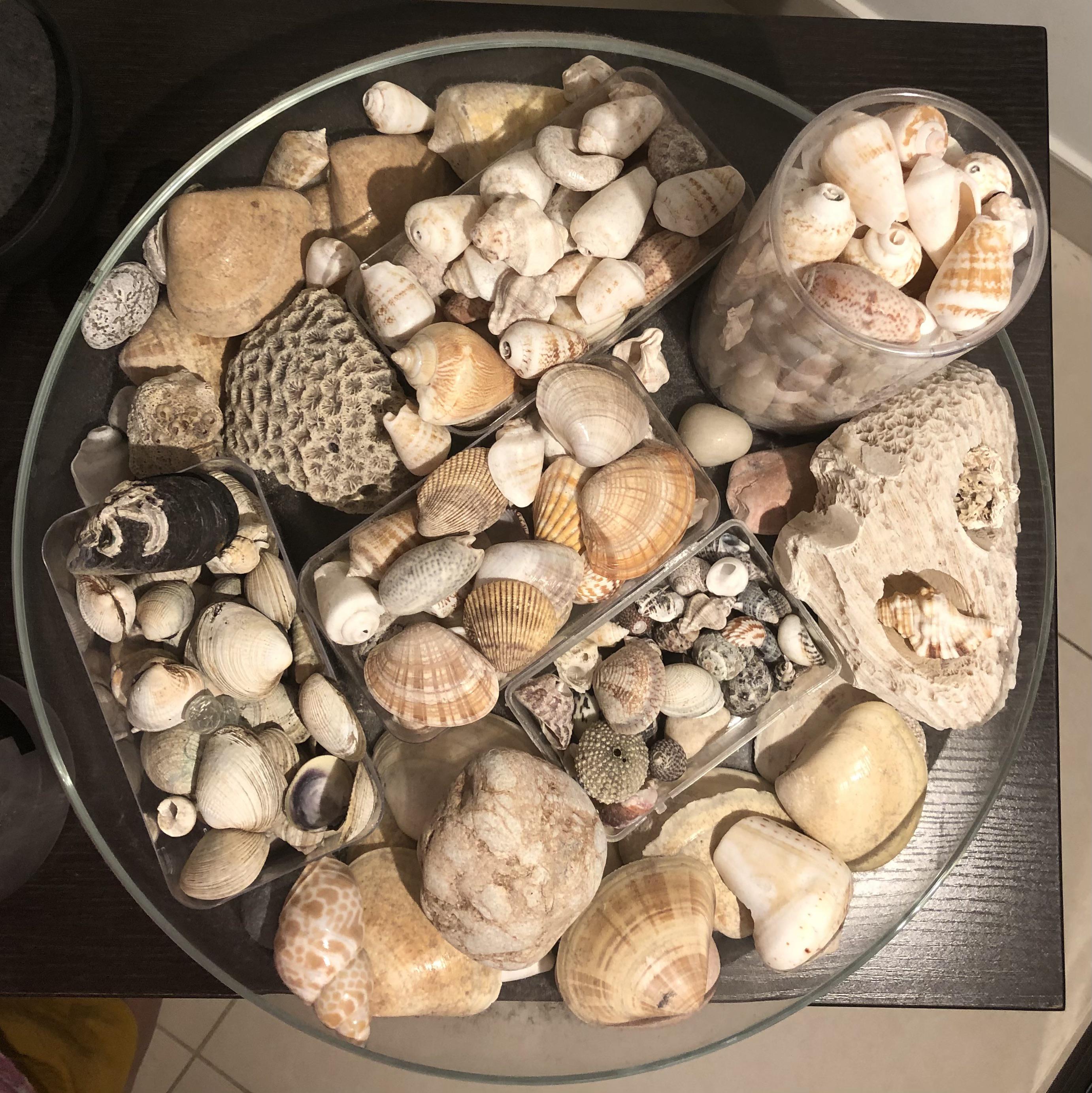My shells and corals collection | Scrolller
