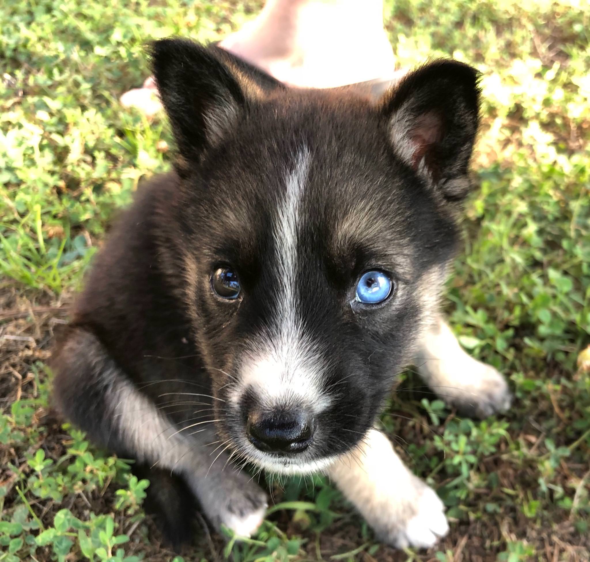 My Shepherd-Husky mix puppy. | Scrolller