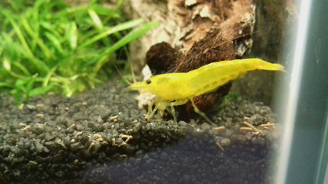 My shrimp! | Scrolller