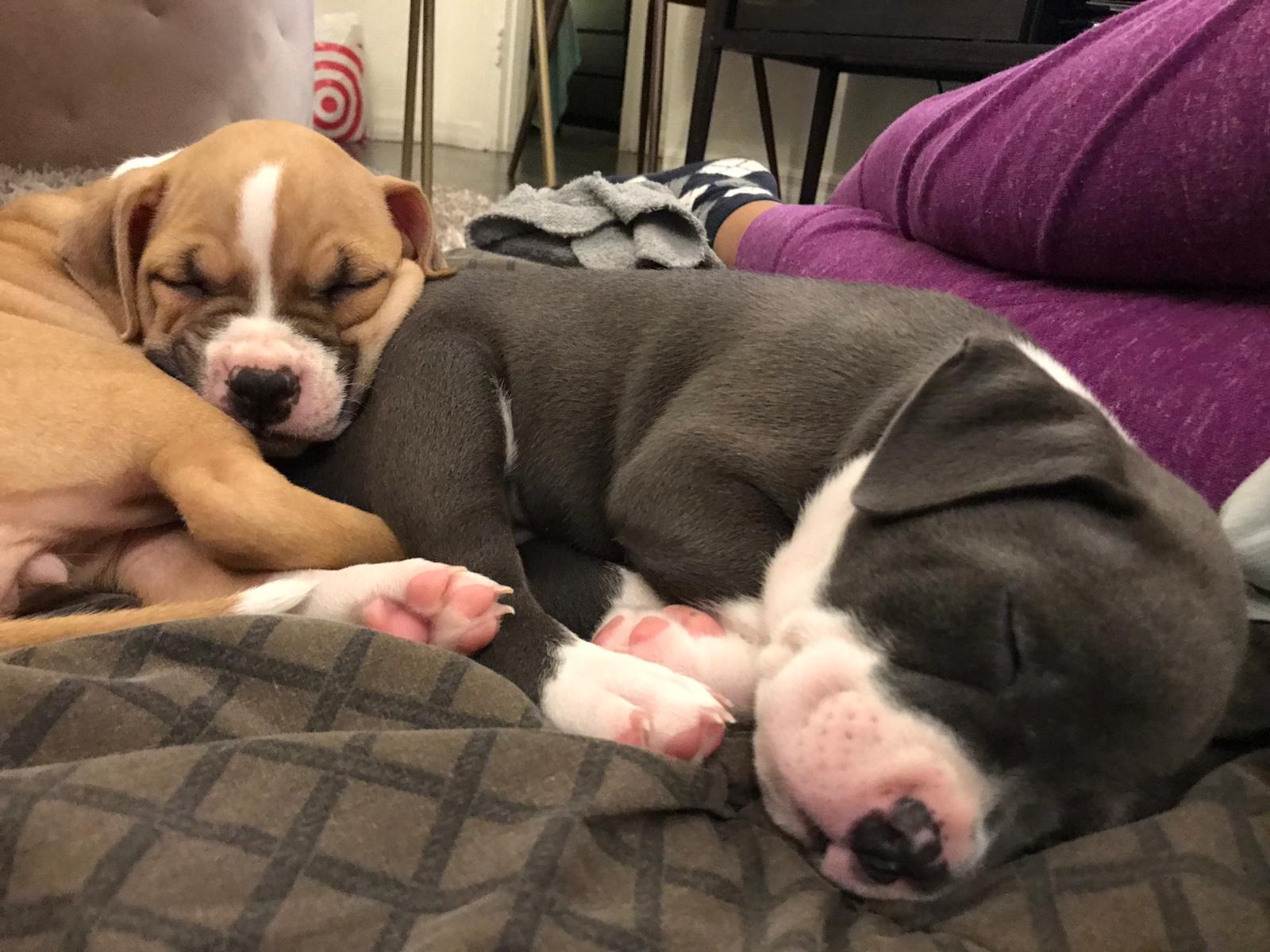 My sister is fostering these two smushie faces | Scrolller