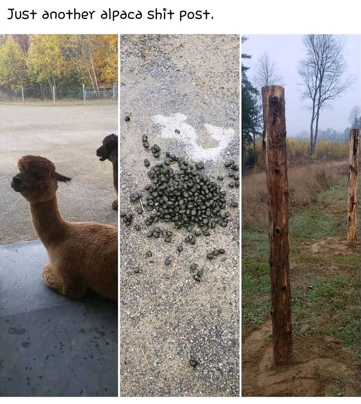 My sister's boyfriend works with Alpacas... | Scrolller
