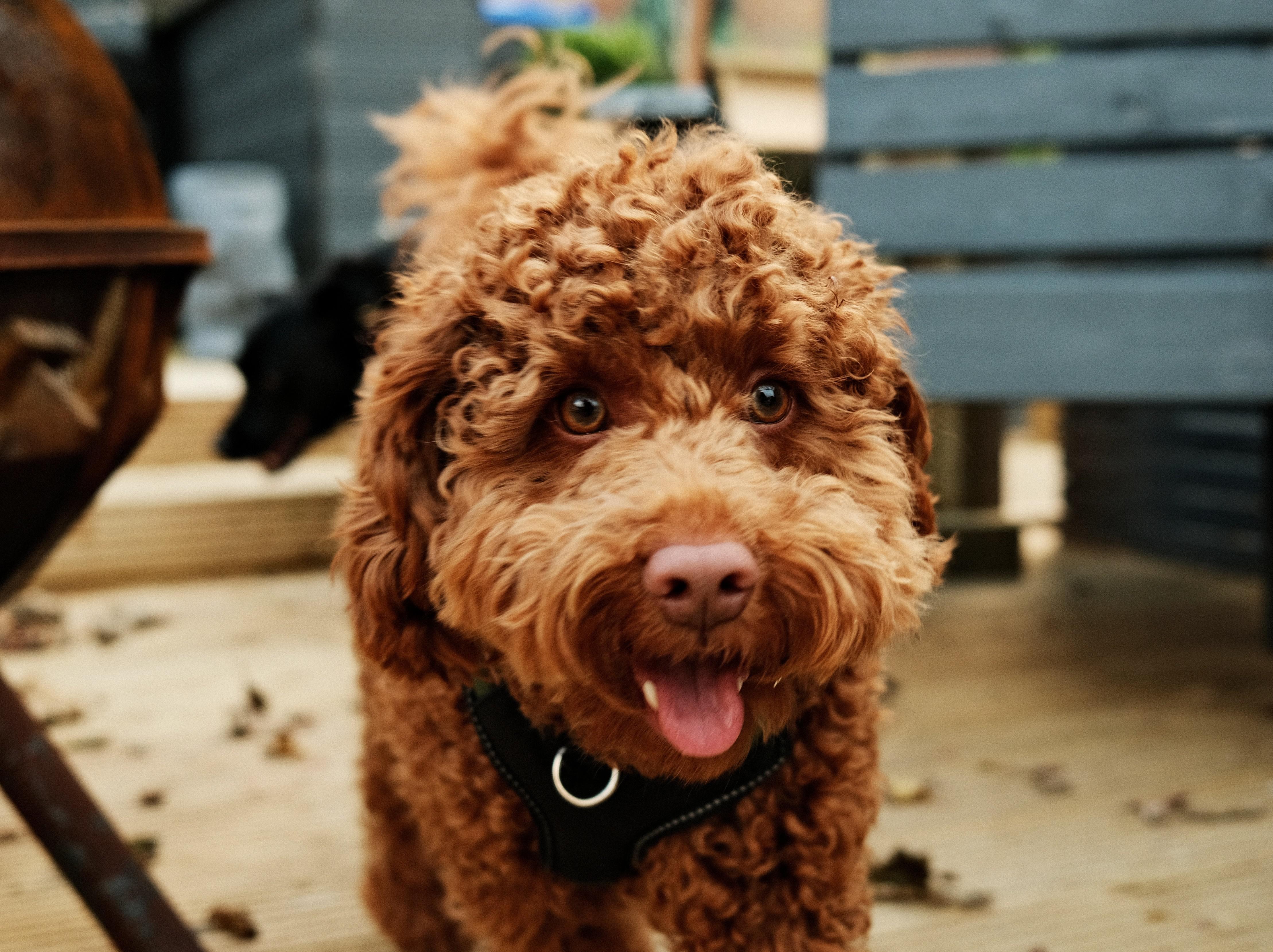 My sister's cavapoo, Monty :) | Scrolller