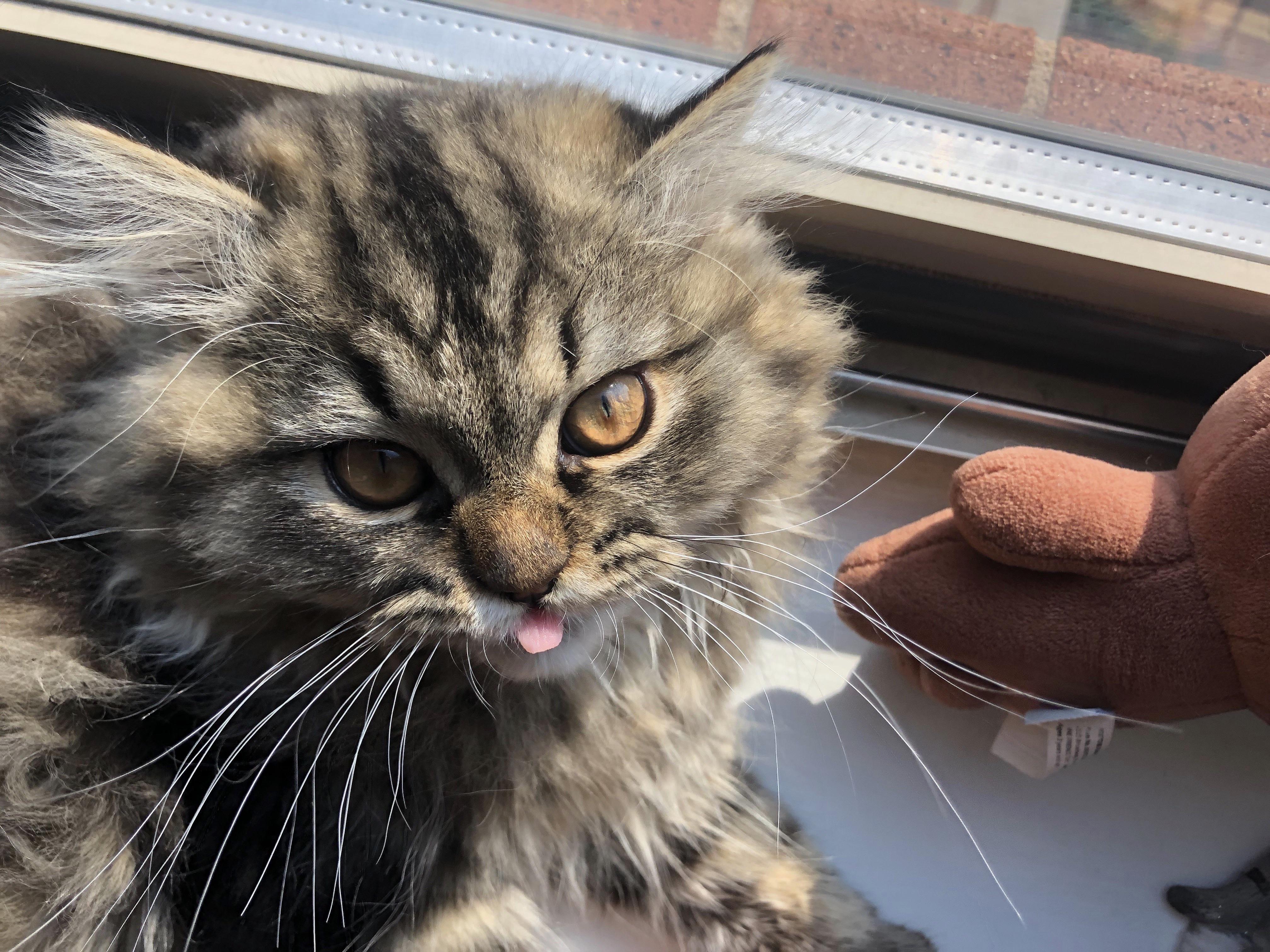 My sisters kitten loves to do lil bleps | Scrolller