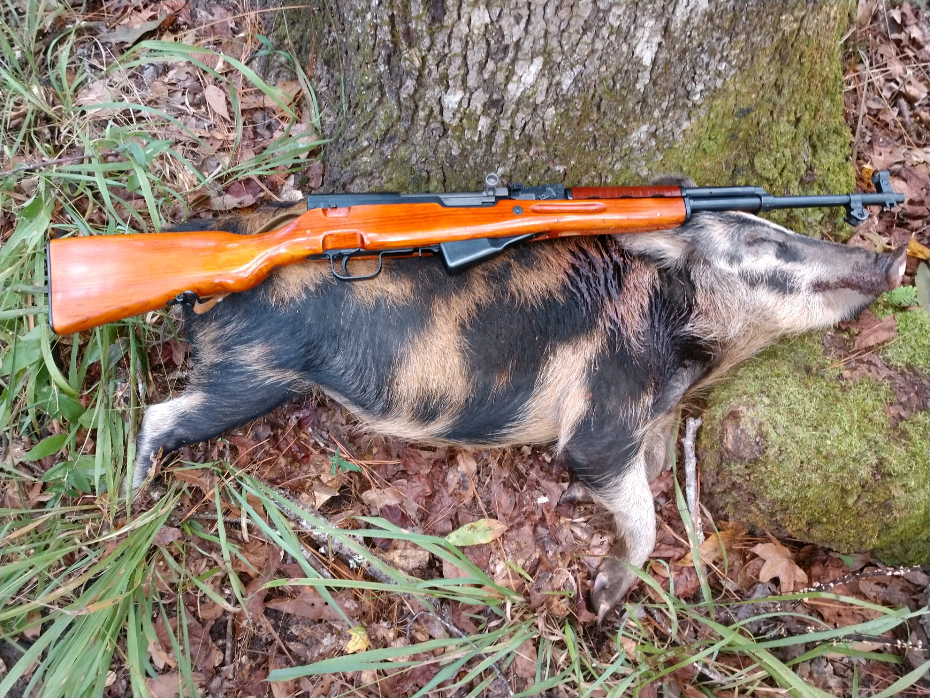 My SKS with my first hog | Scrolller
