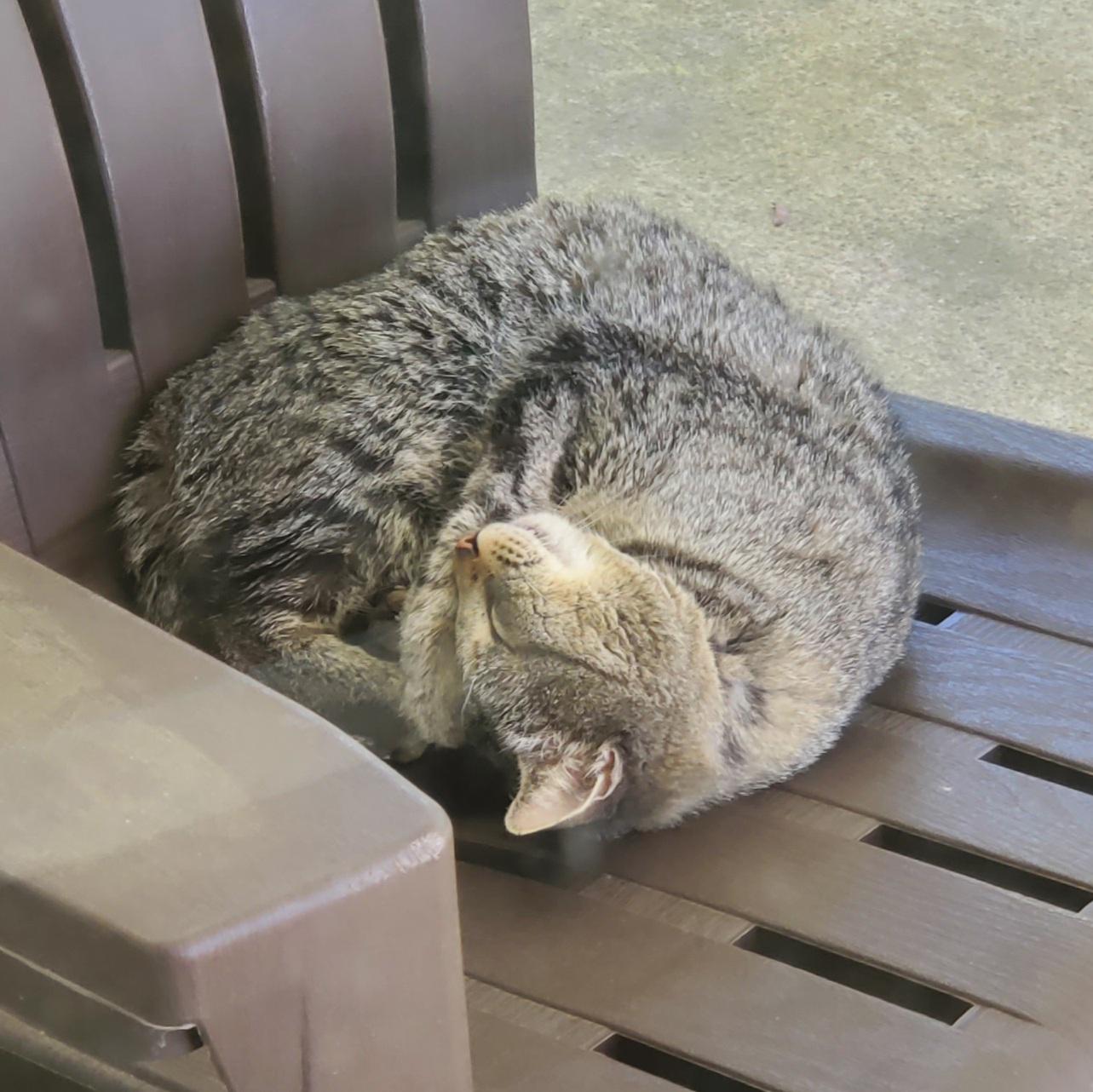 My sleeping cat. ♥️ | Scrolller