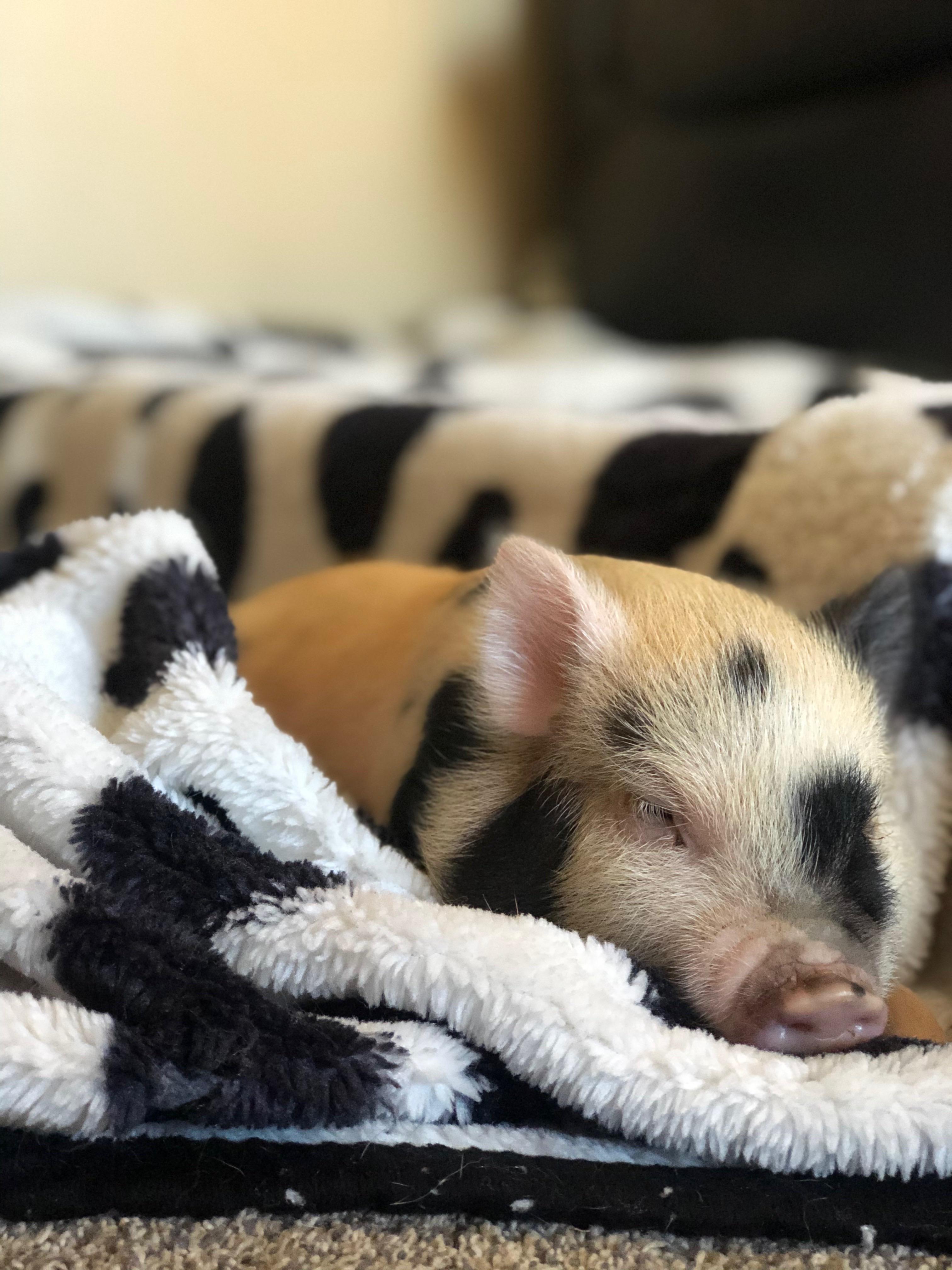 My sleepy chunky boy ️ | Scrolller