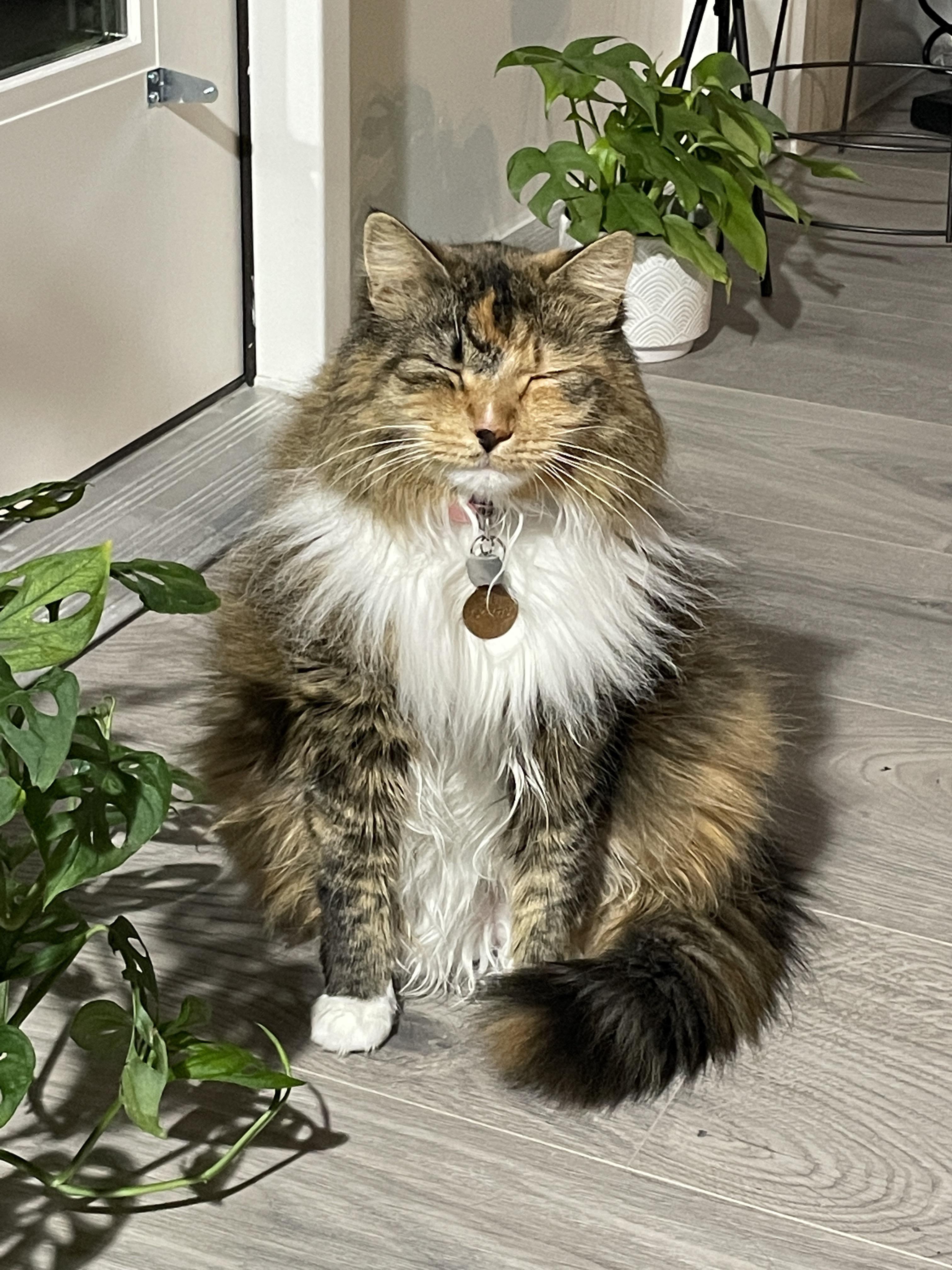 My sleepy floof ☺️ | Scrolller