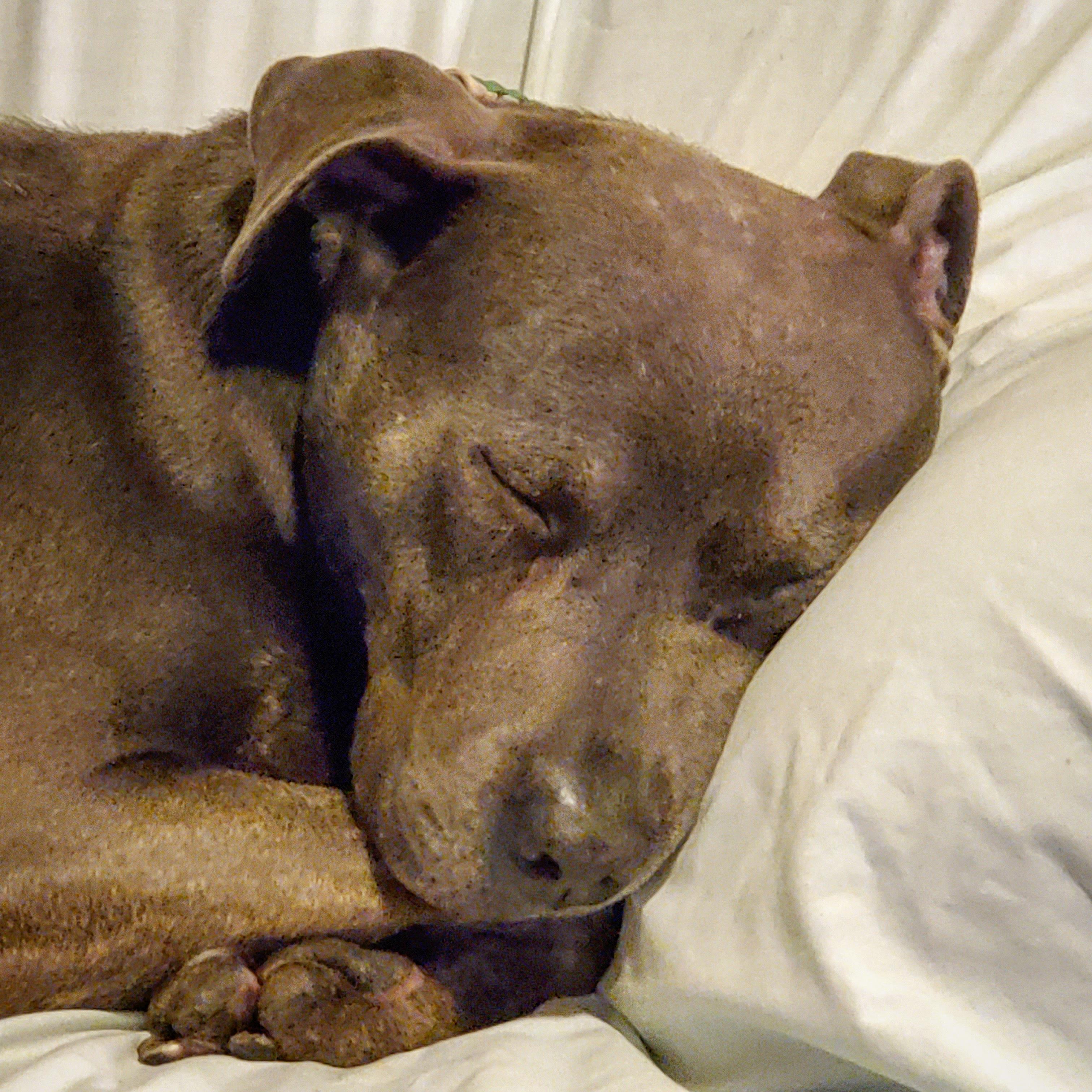 My Sleepy Pibble Cheerio Scrolller