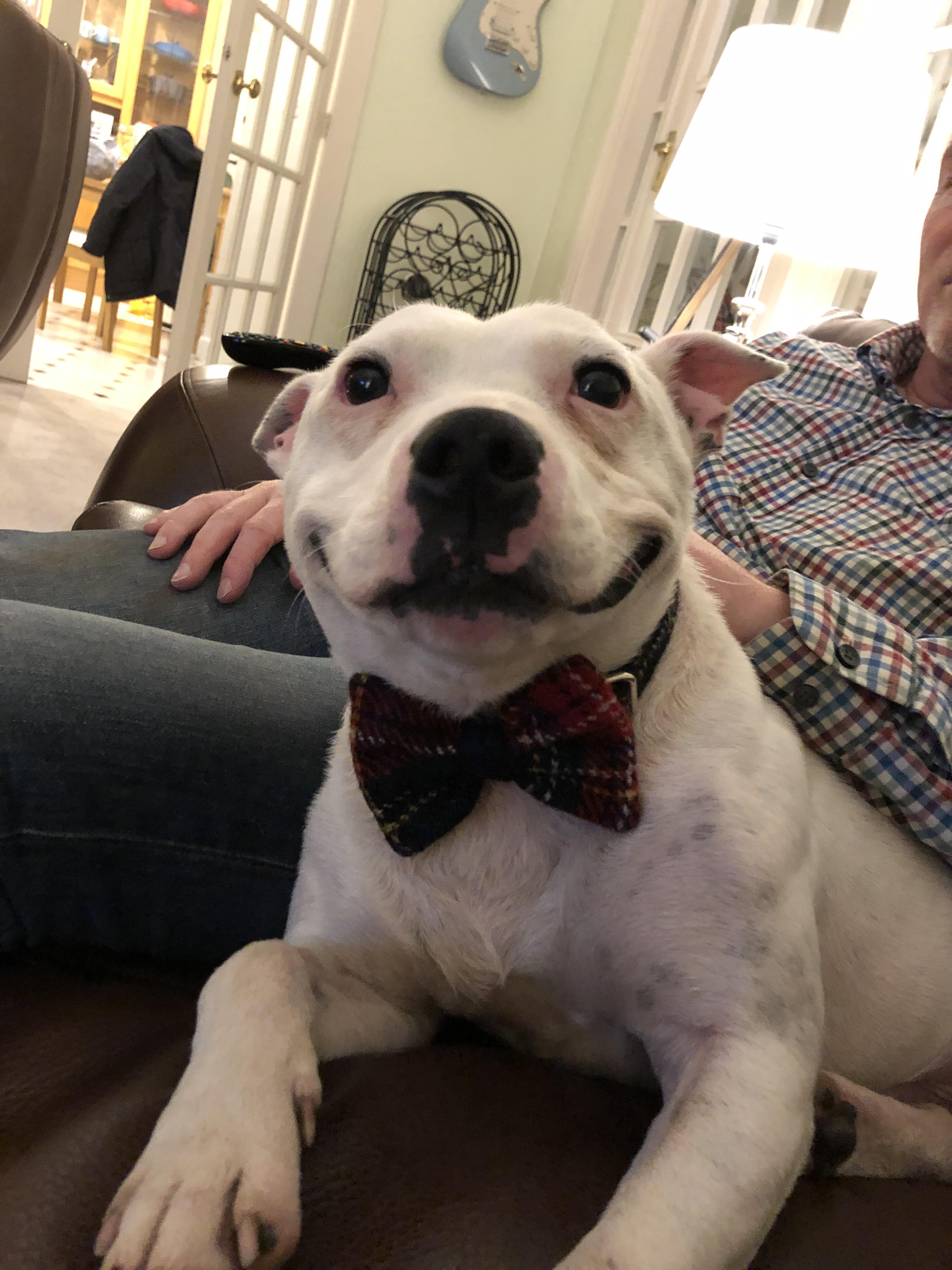 My smiley boi Paddy | Scrolller