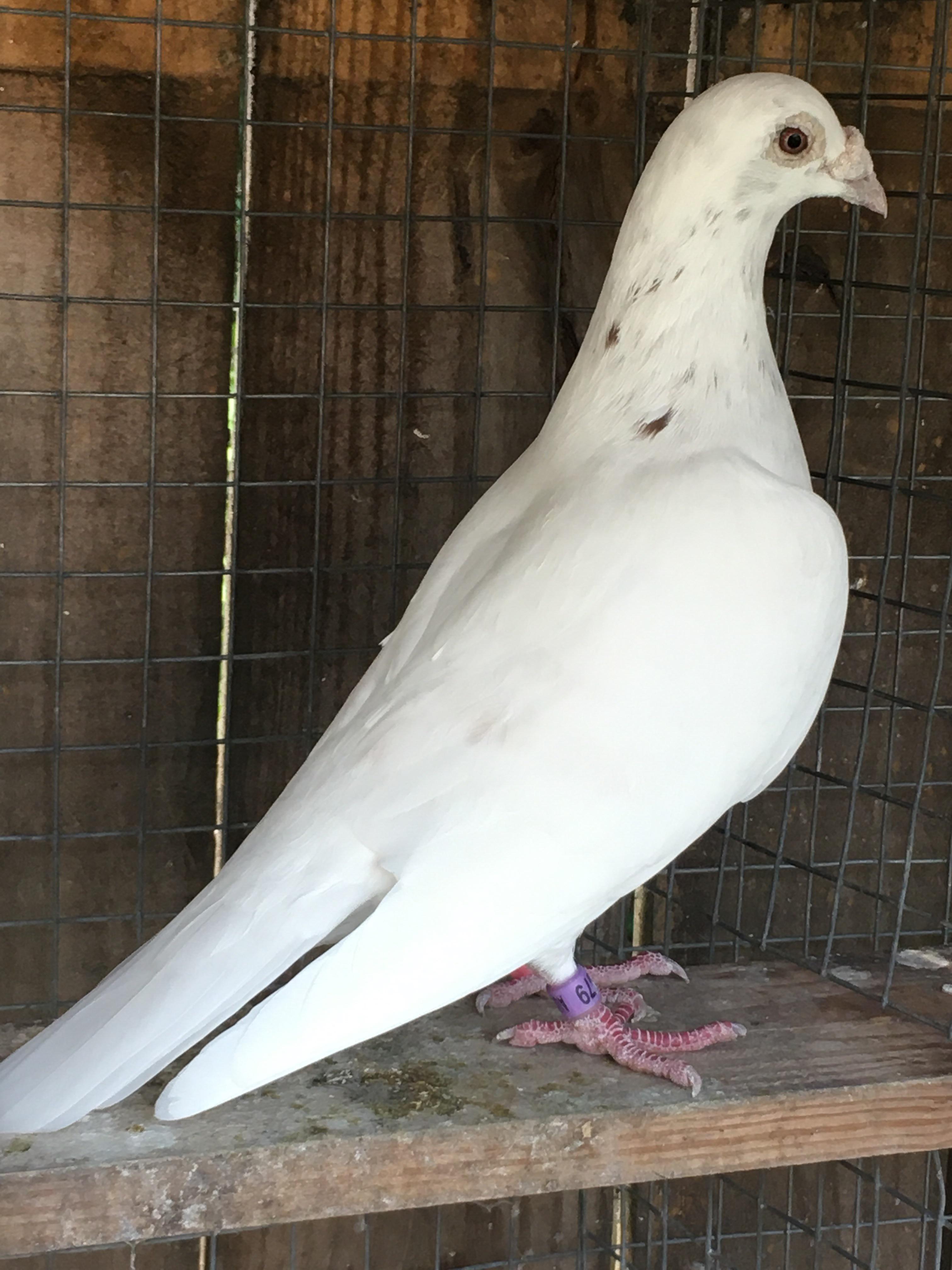 My sons new breeding hen | Scrolller