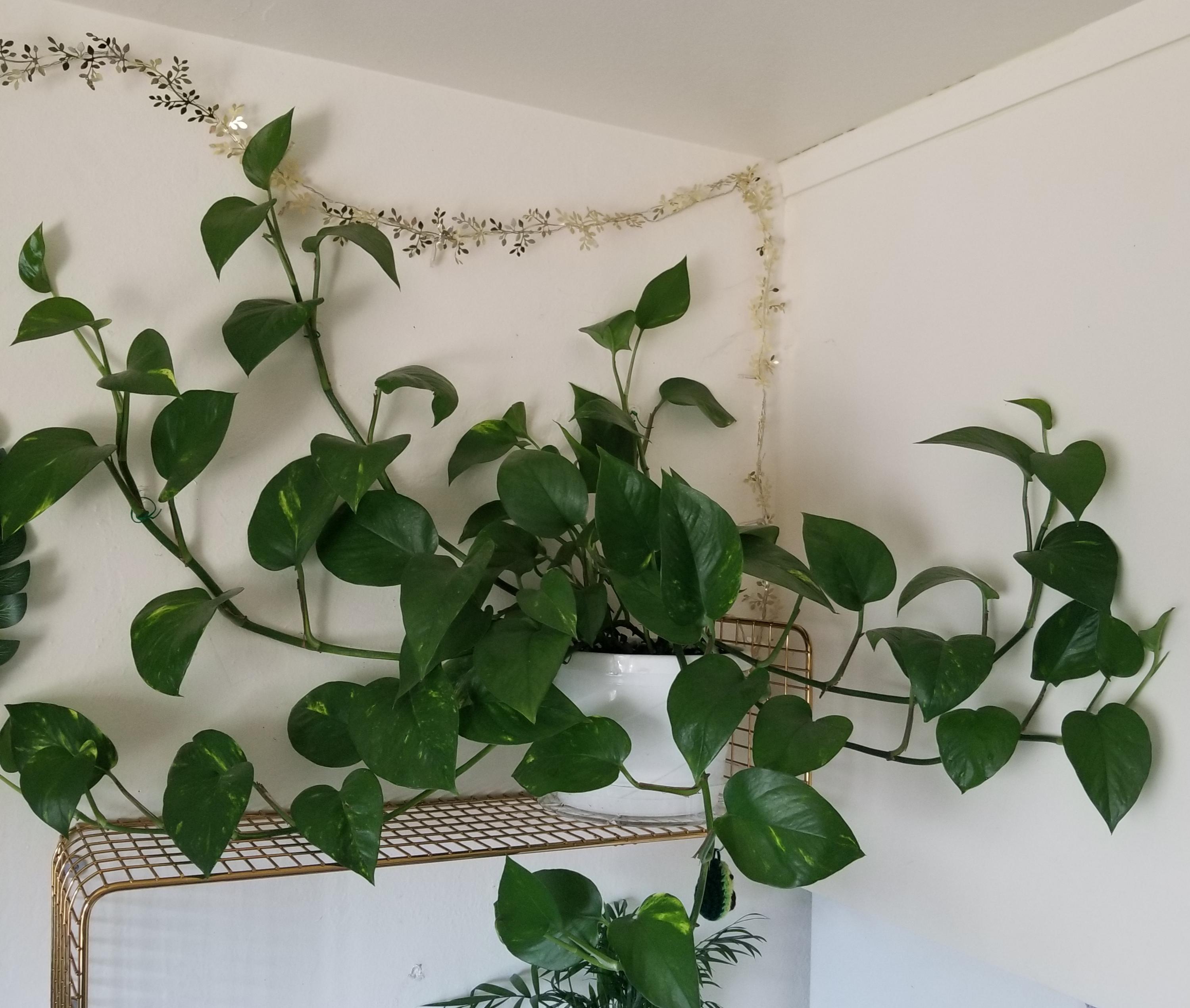 My sprawling golden pothos taking over a sunny corner of my kitchen. 💚 | Scrolller