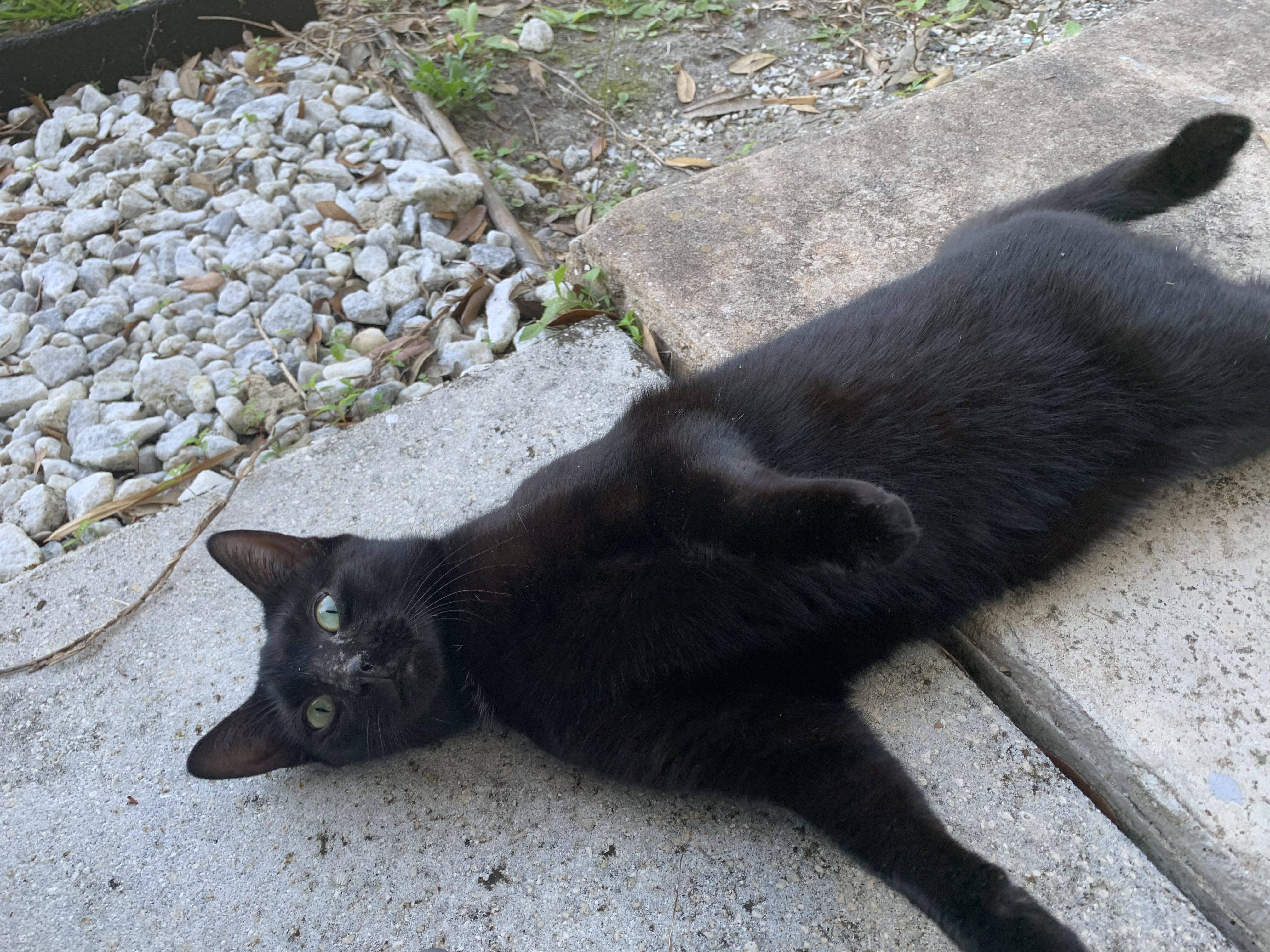 My stray cat friend. She’s friendly. | Scrolller
