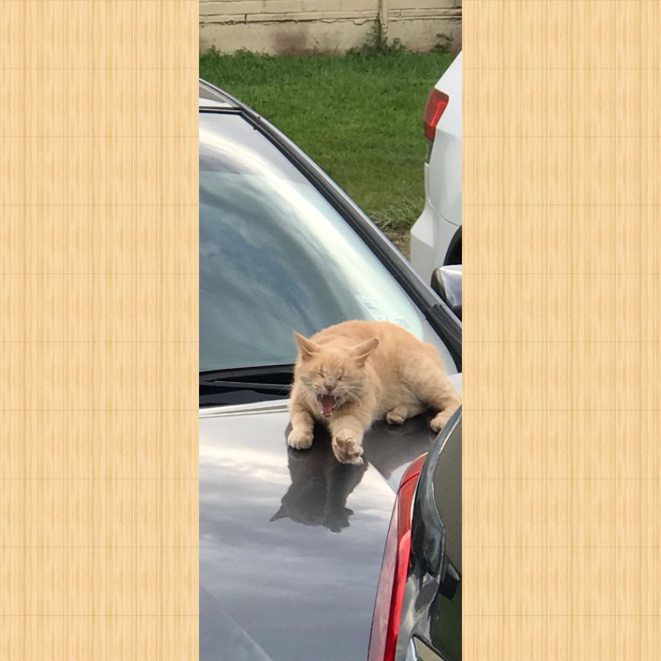 My stray cat Skittles mid yawn | Scrolller