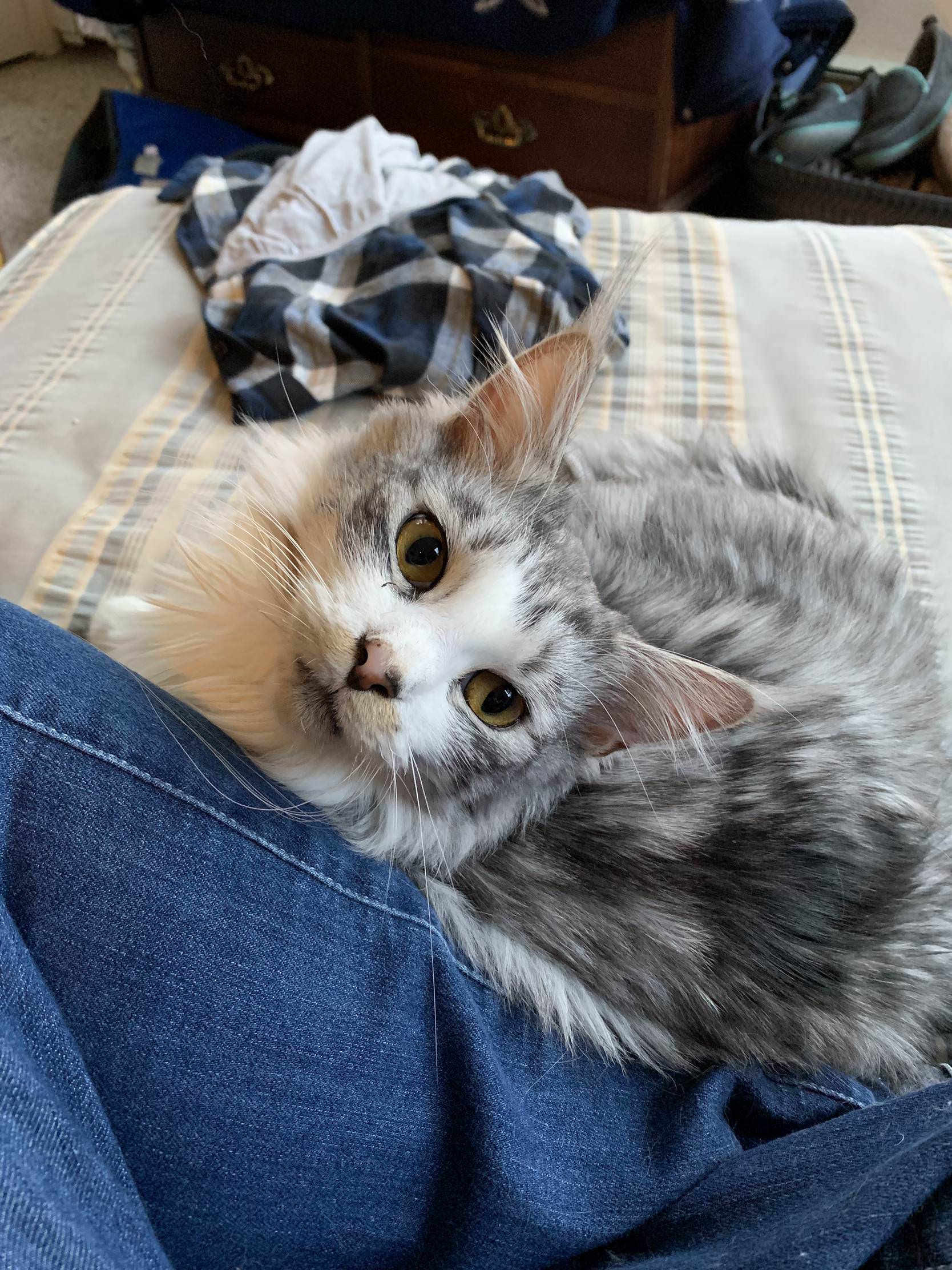 My Suki loves to snuggle | Scrolller