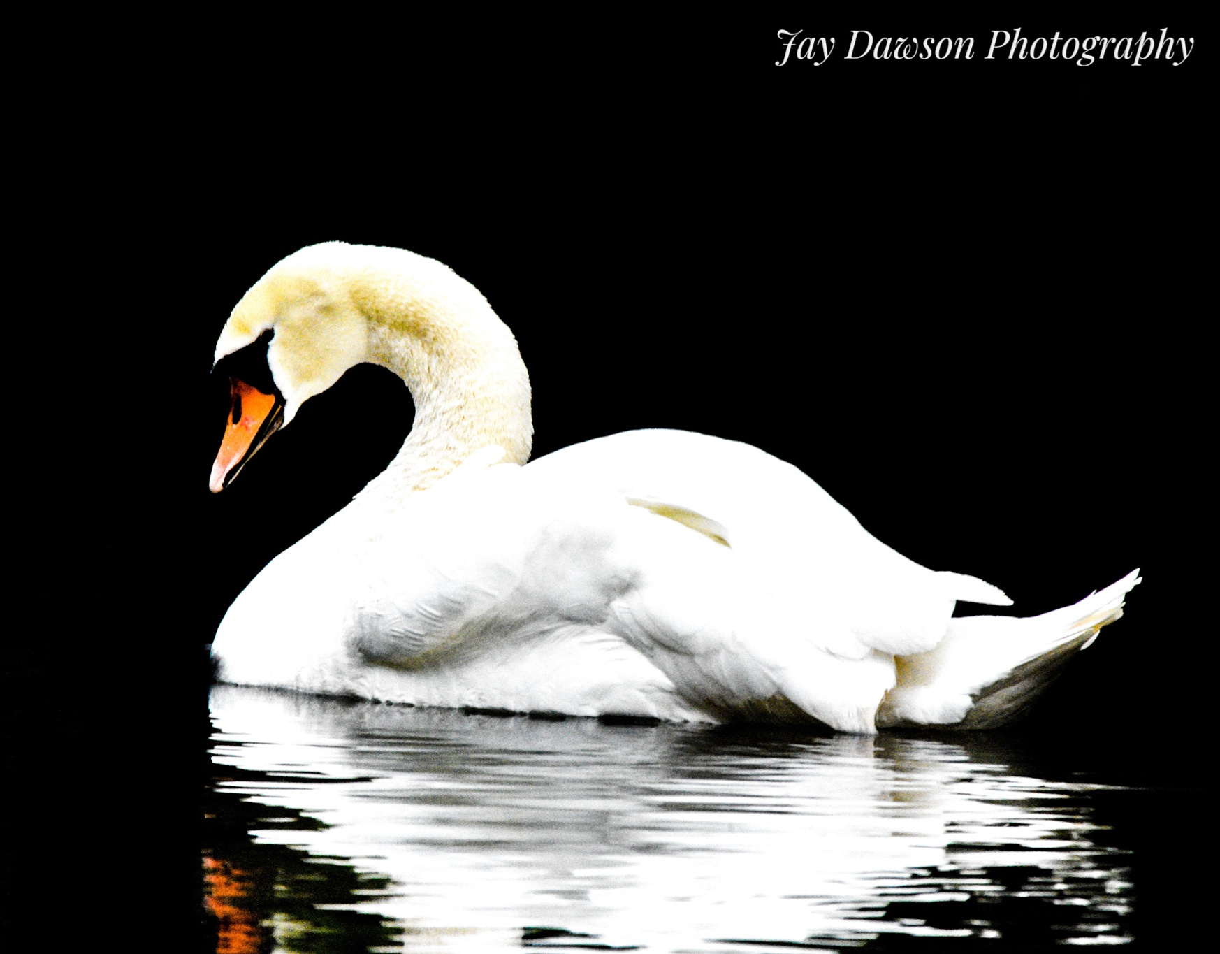 My swan picture | Scrolller