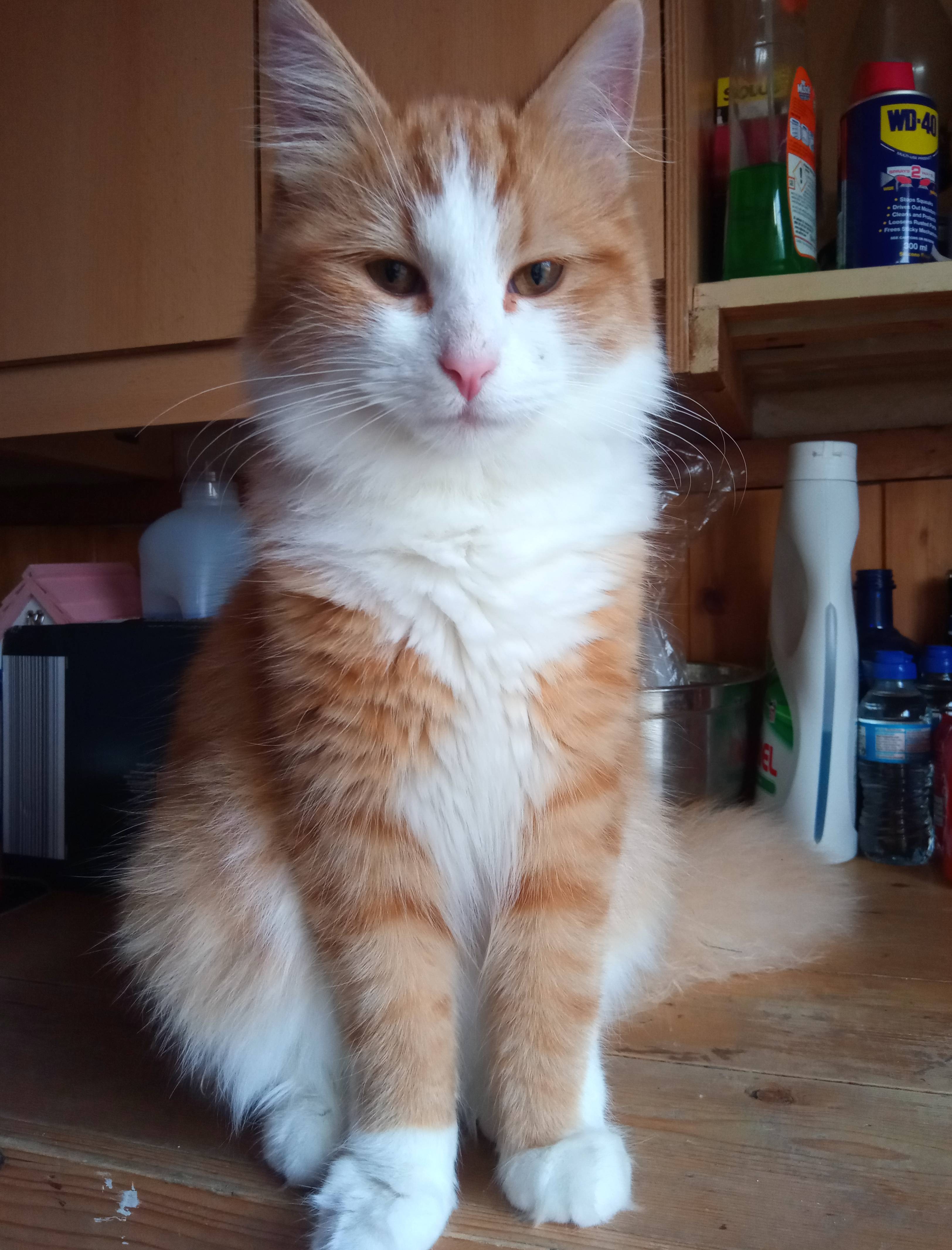 My sweet baby boy posing for the camera. | Scrolller