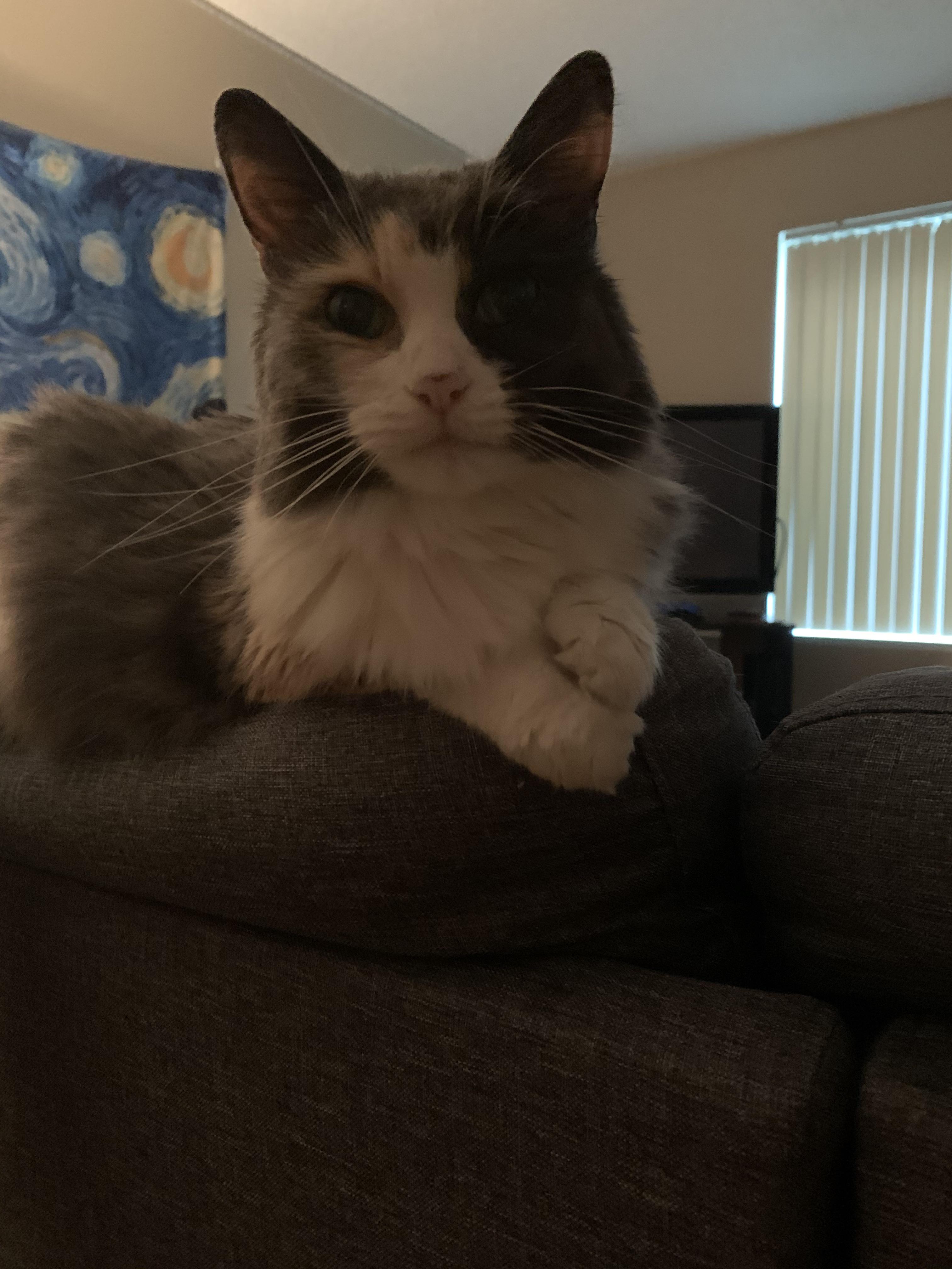 my sweet muted calico Minerva | Scrolller