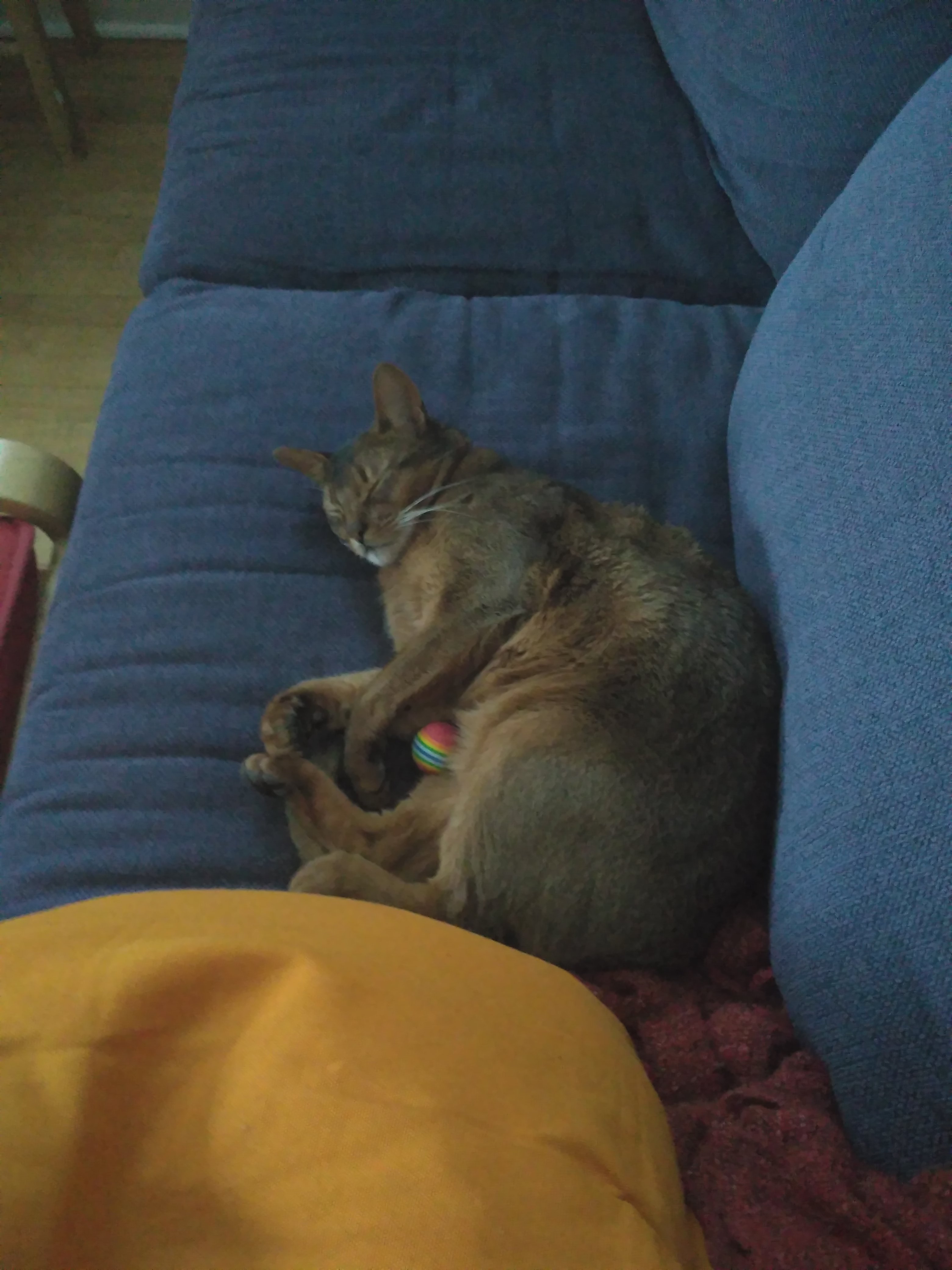 My sweet turbomonkey napping with his ball | Scrolller