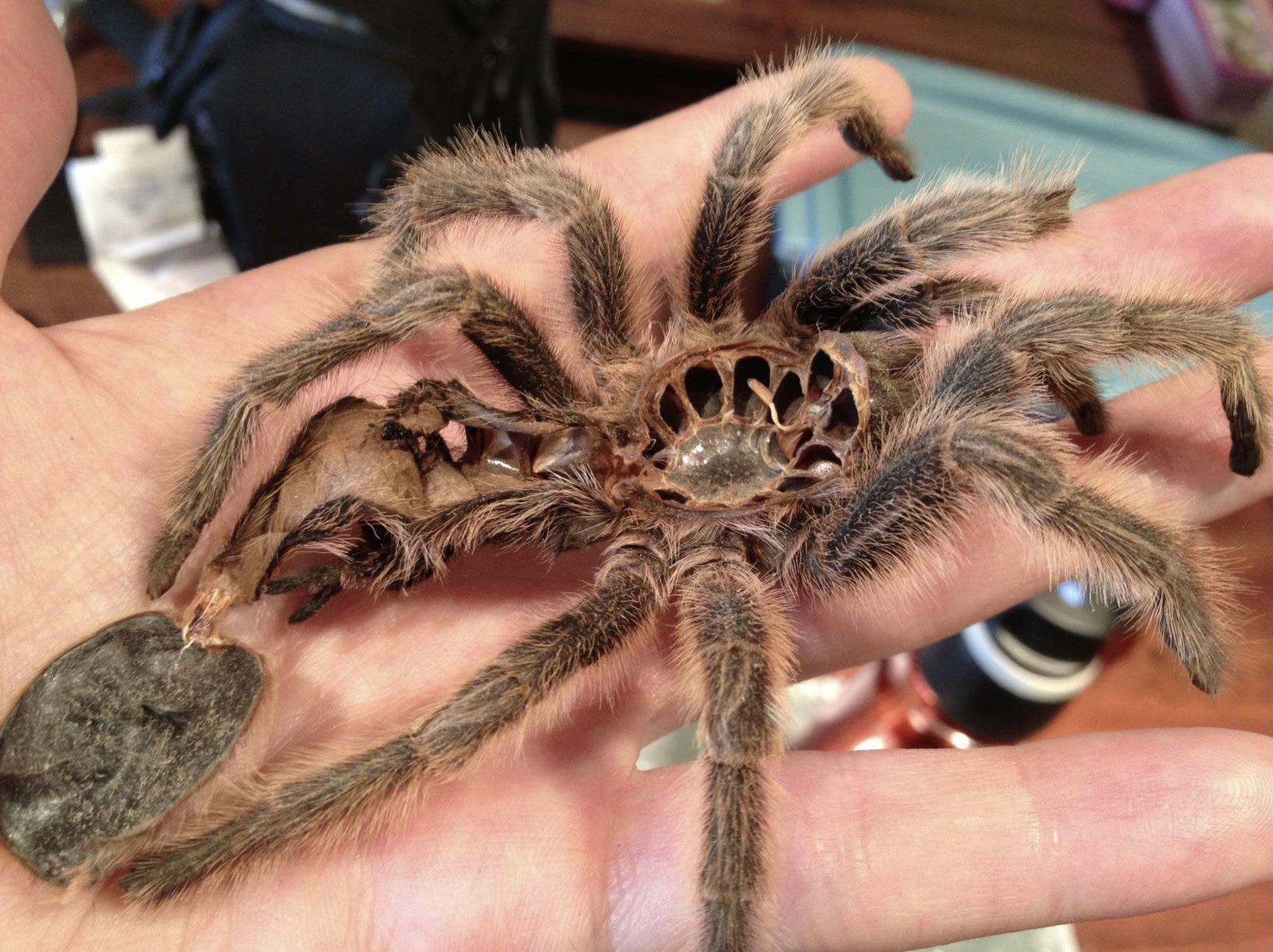 My tarantula’s perfect shell after molting it’s skin. | Scrolller
