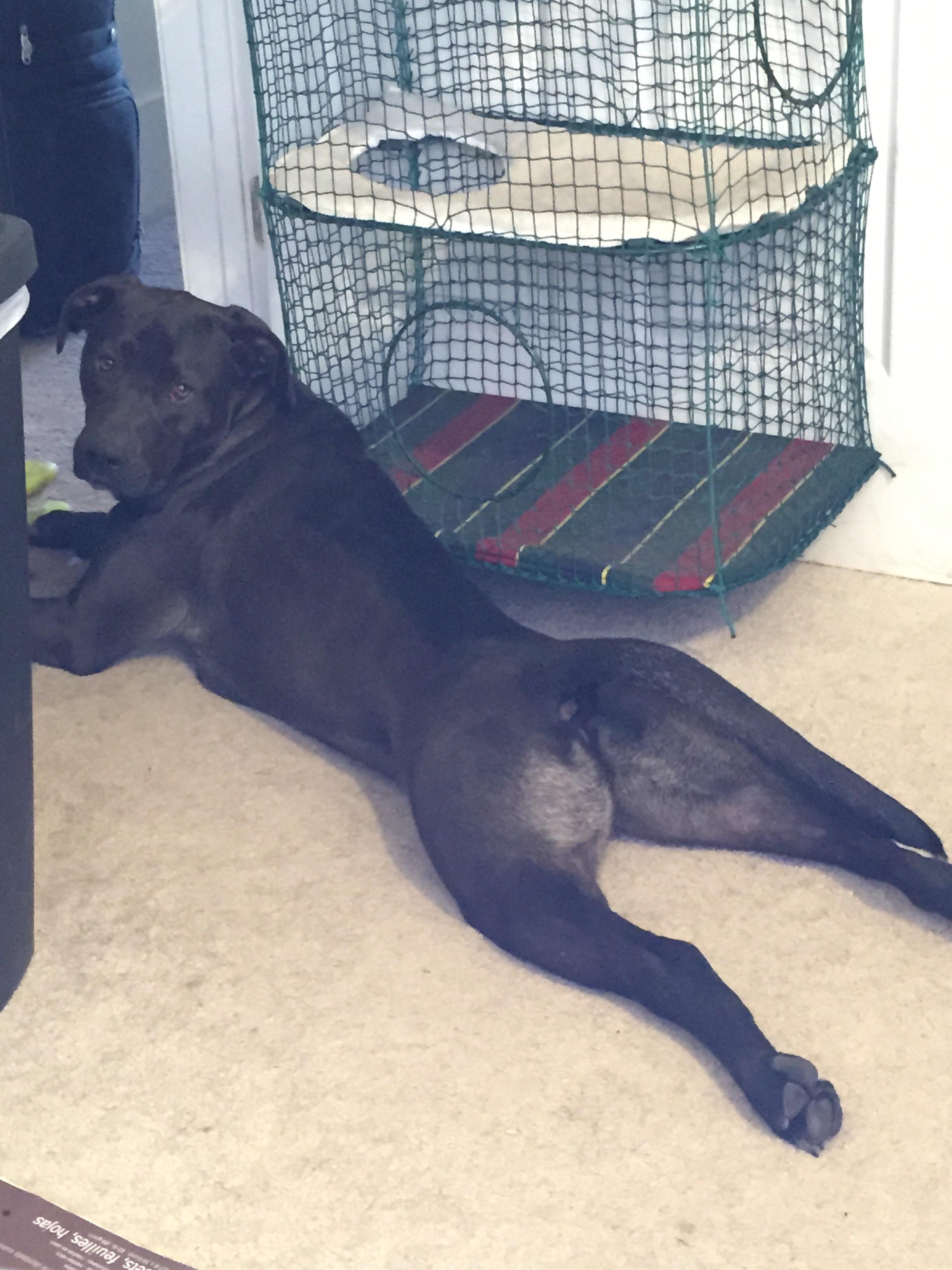 My thicc boi doing a sploot | Scrolller