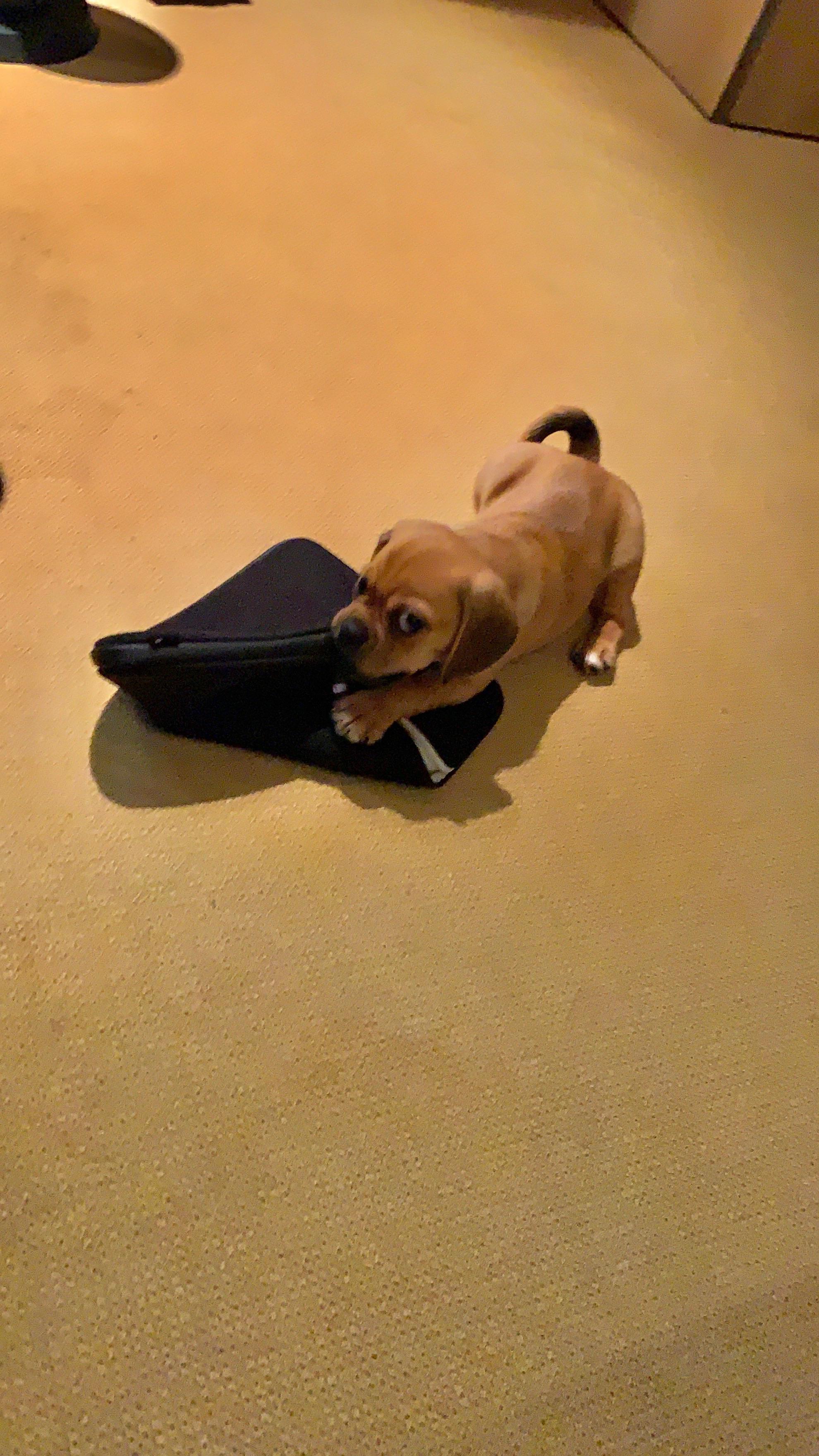 My three month old ‘rona puggle | Scrolller