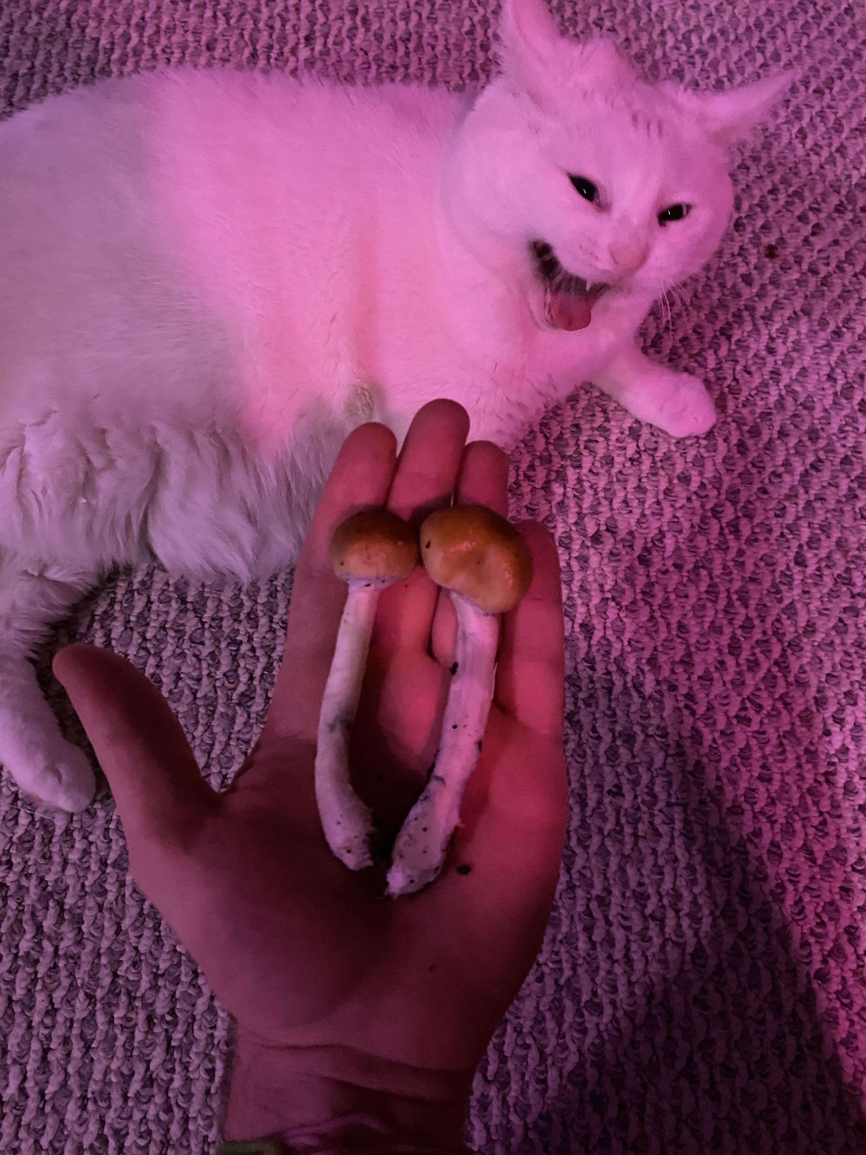 my two biggest from the 2nd flush | Scrolller