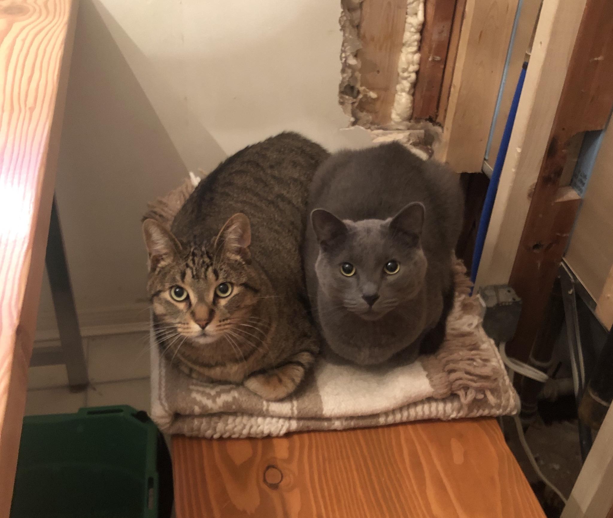 My two loaves waiting for me this morning | Scrolller