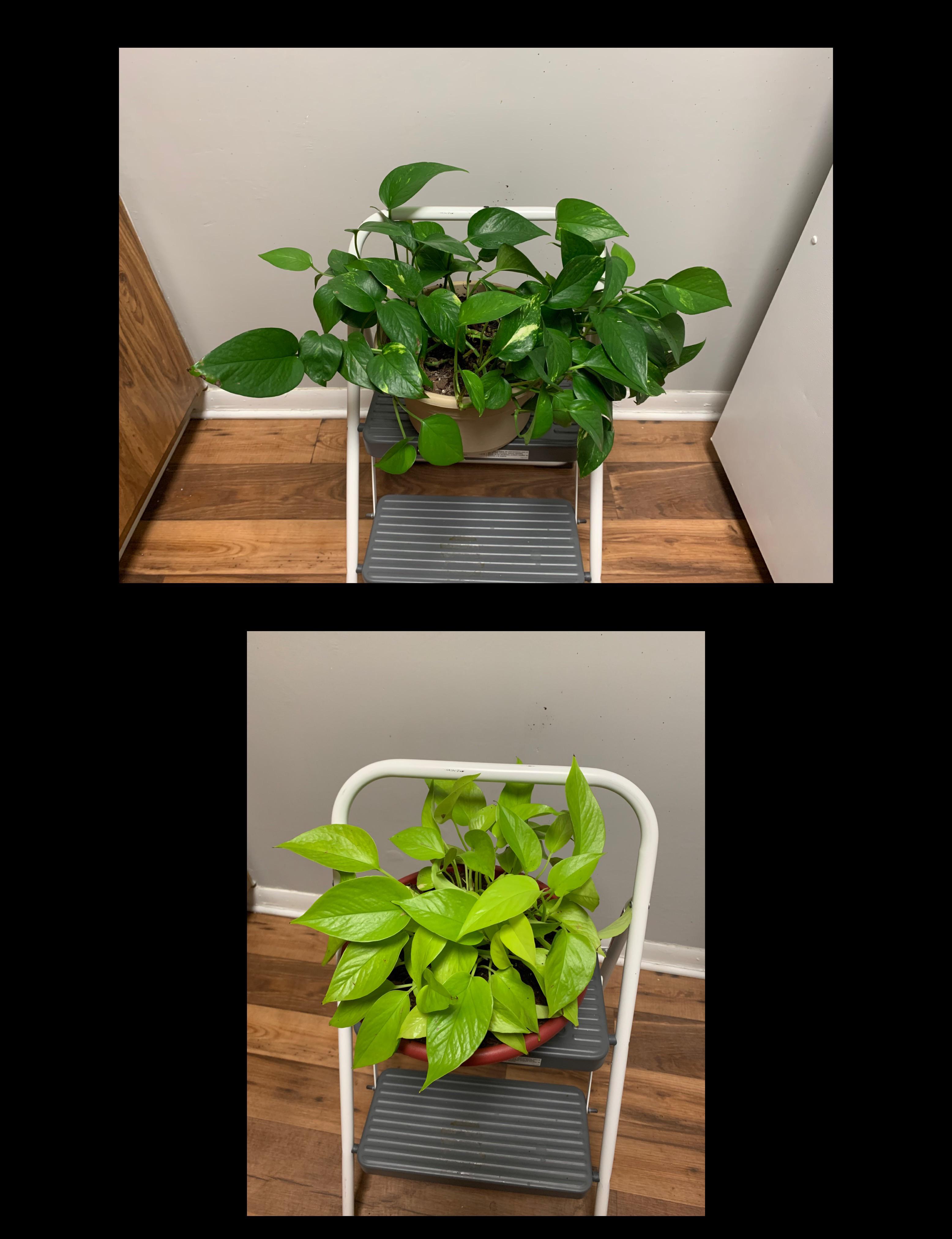 My two pothos bois. We named our golden pothos King Midas | Scrolller