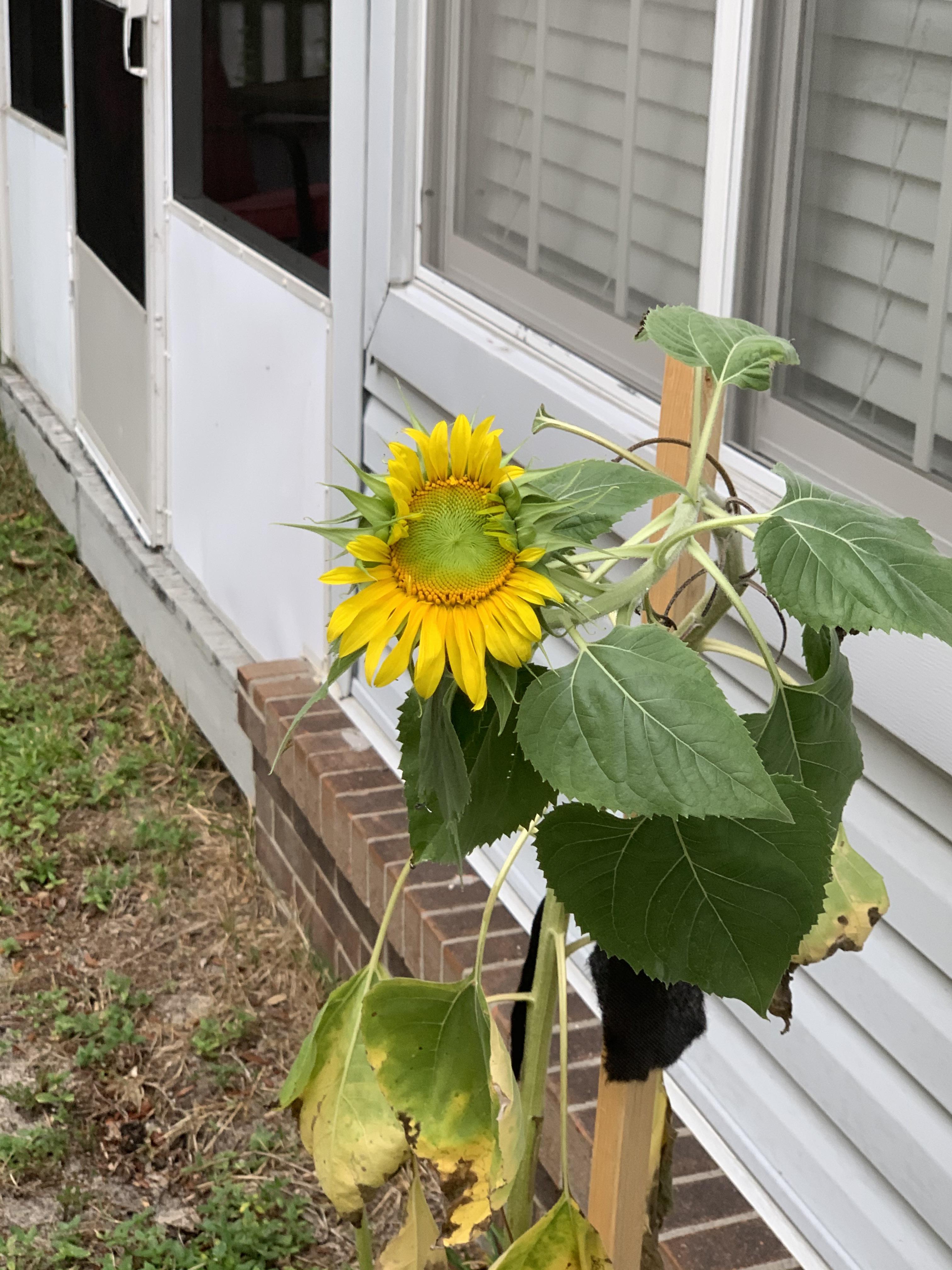 My very first sunflower has started blooming! | Scrolller