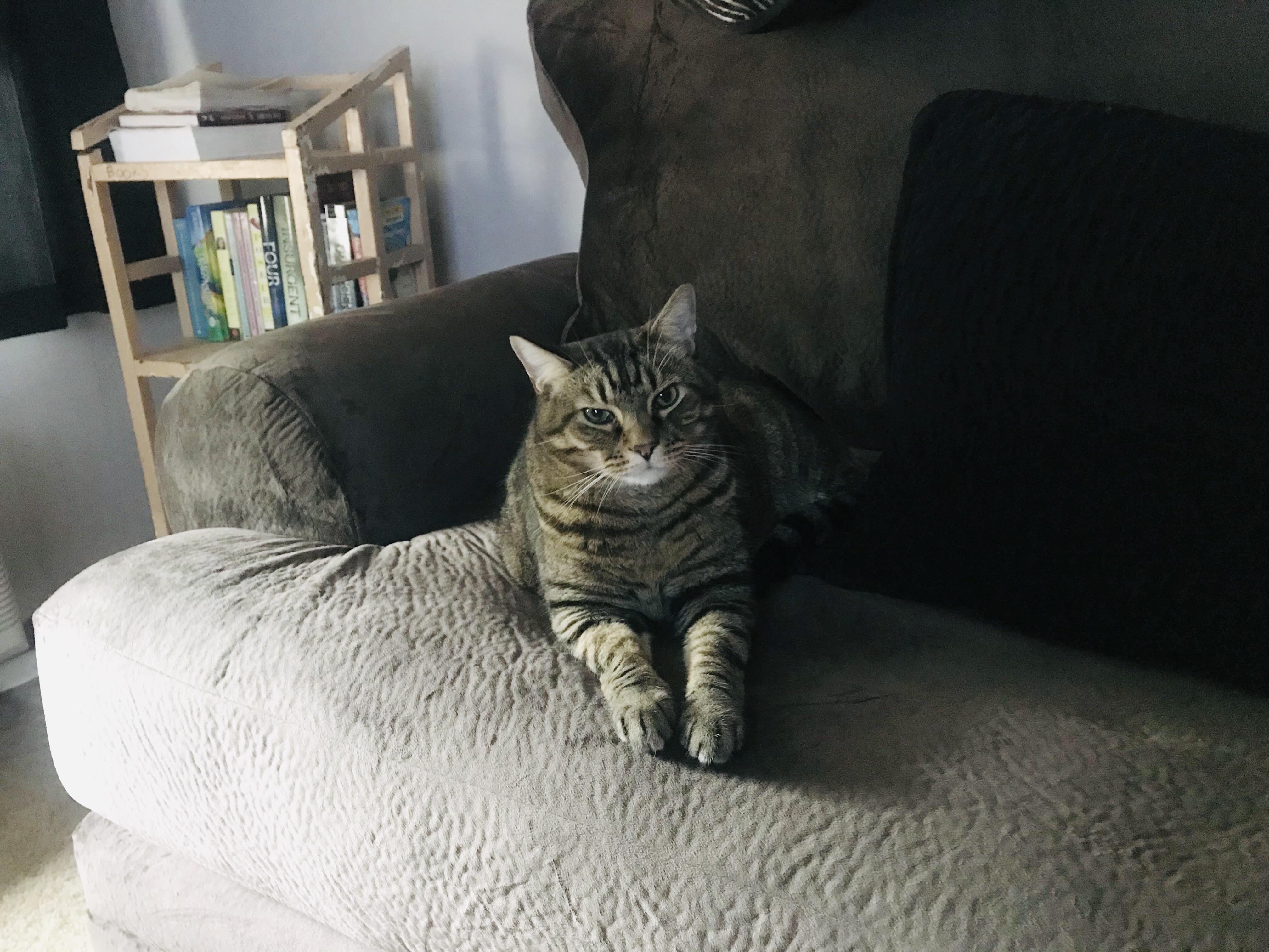 My very polite boy! His name is Charlemagne. | Scrolller