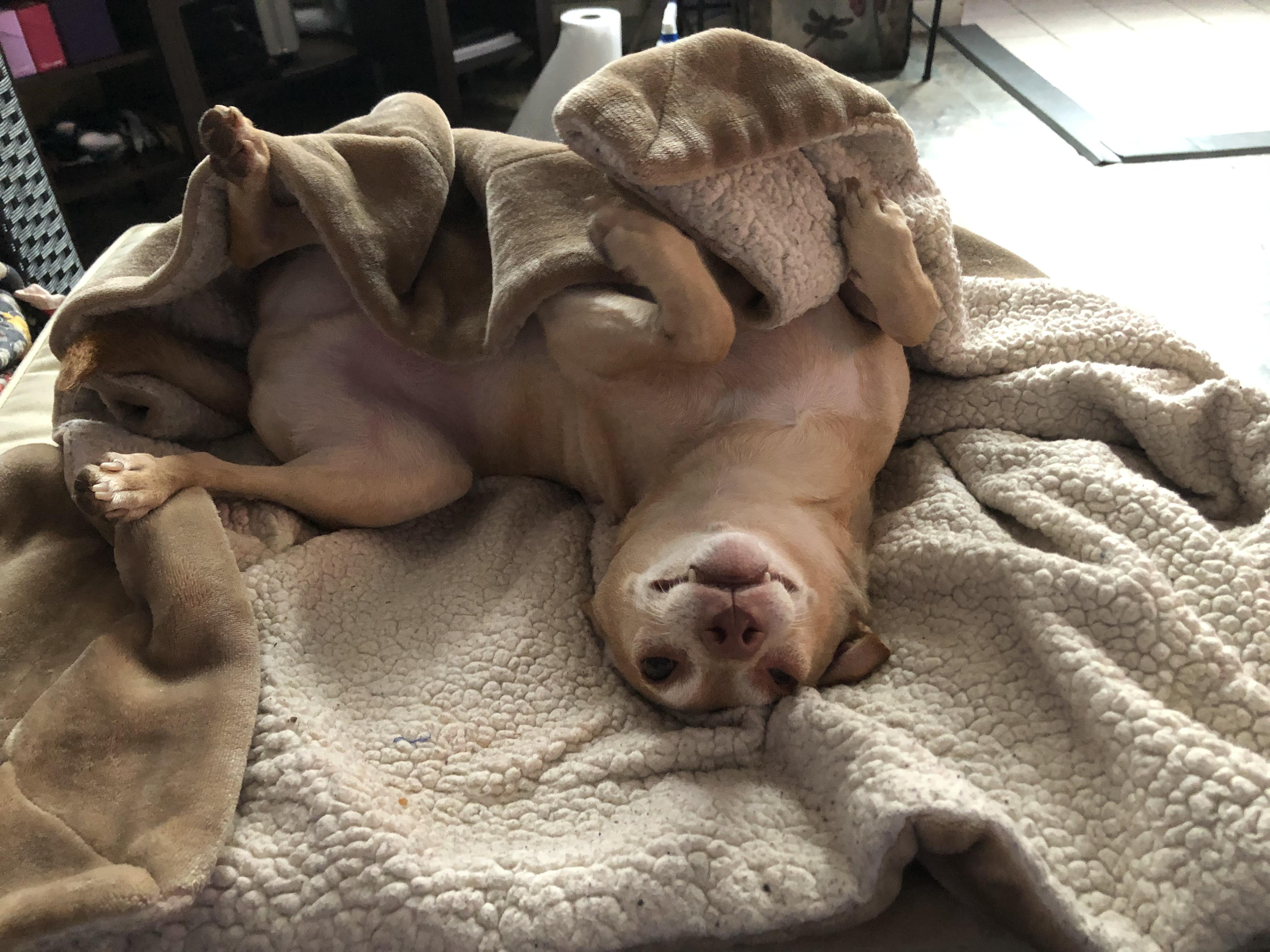 My weirdo waking up from his post breakfast nap | Scrolller